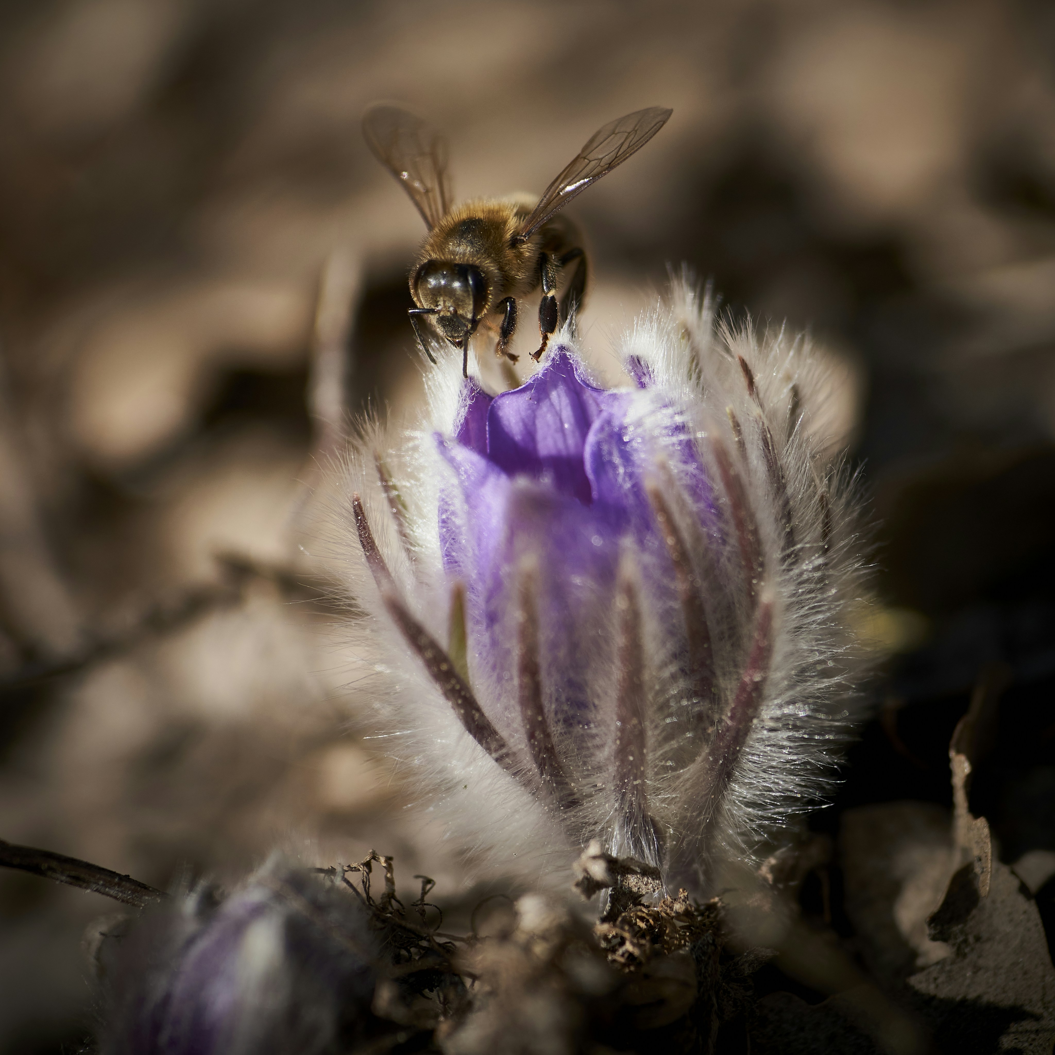 Bee-on-bloom: a bold moment of micro-scale focus amidst fuzzy petals