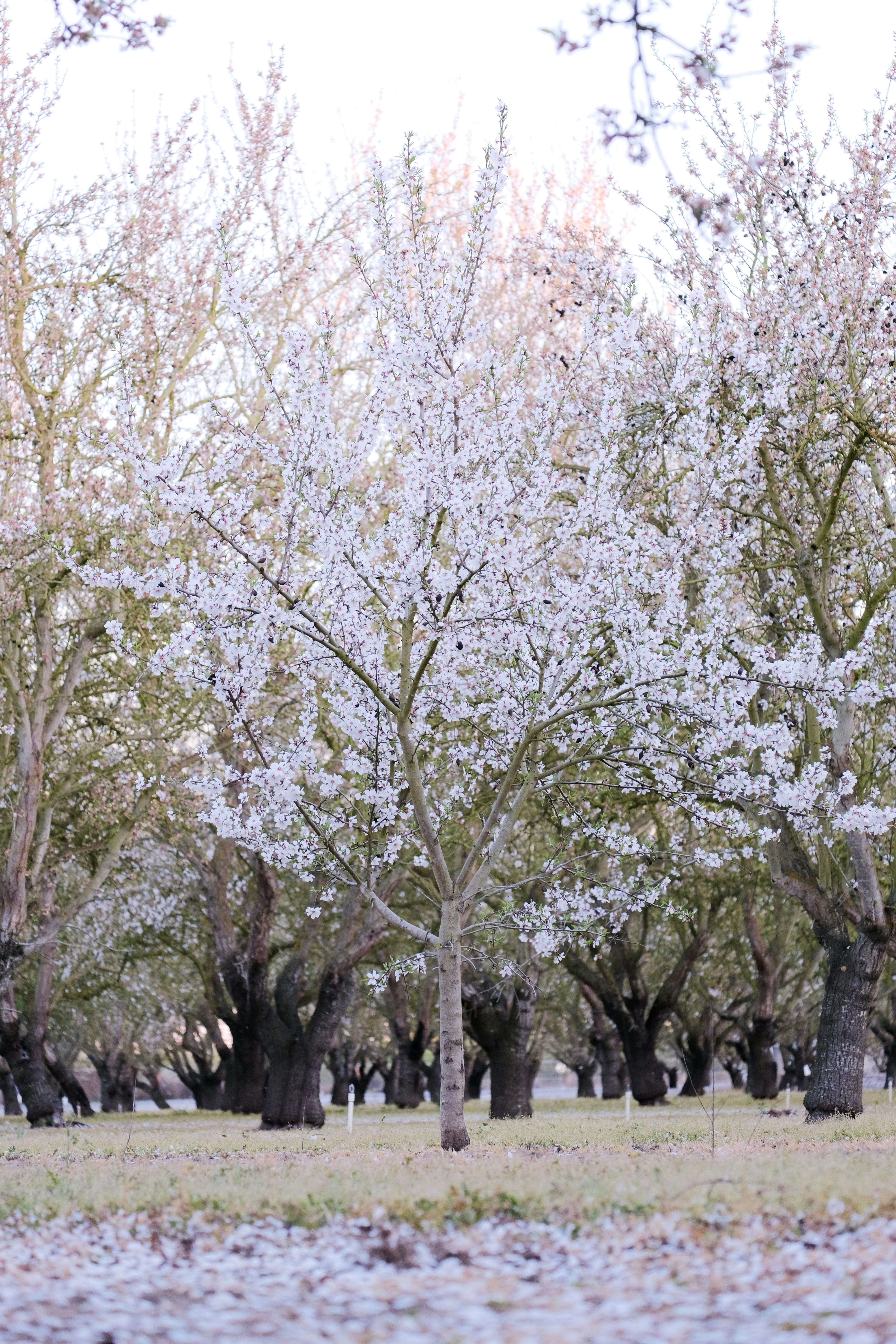green trees on white snow covered ground during daytime