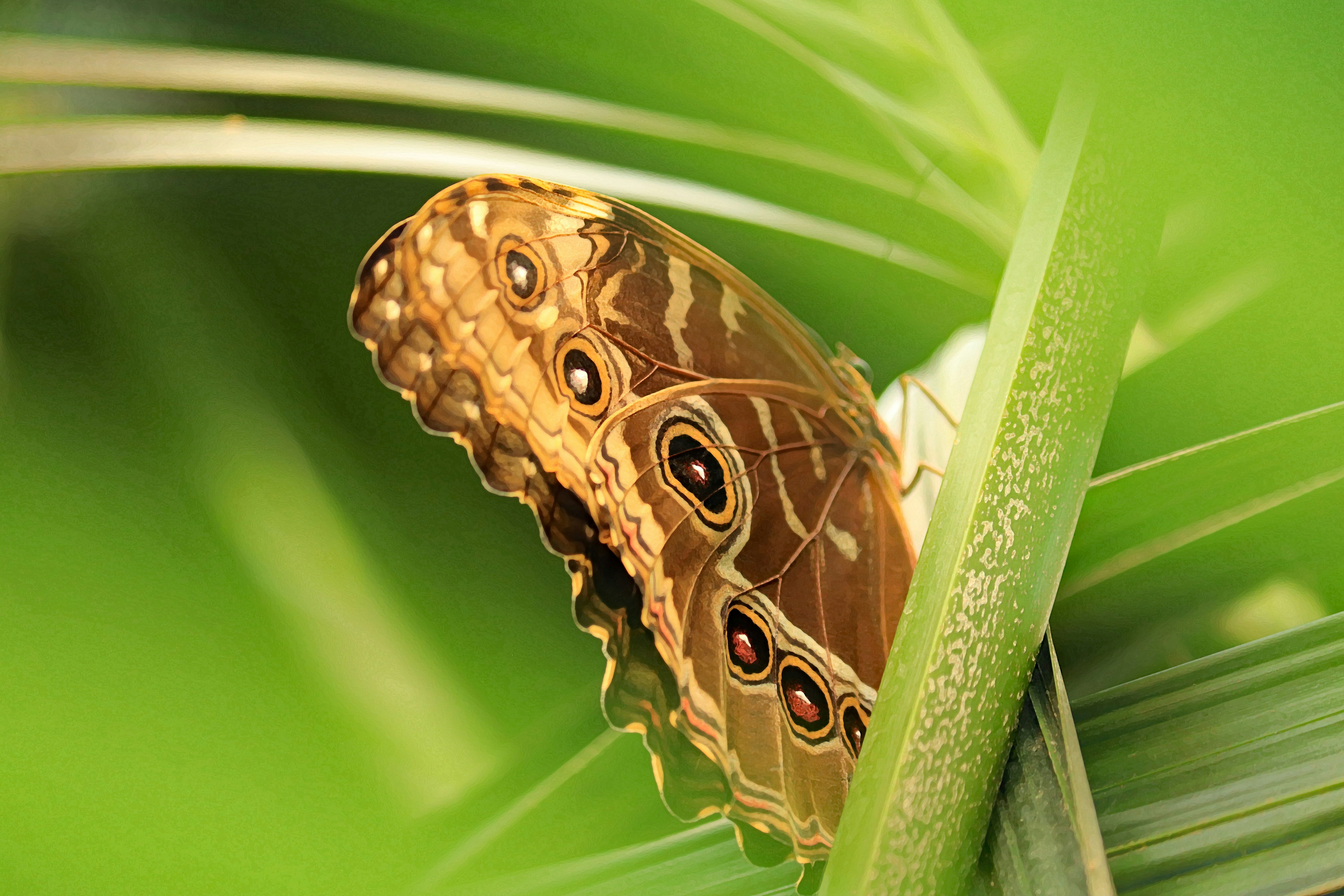 Foto Mariposa marrón y negra en hoja verde – Imagen Mariposa gratis en ...