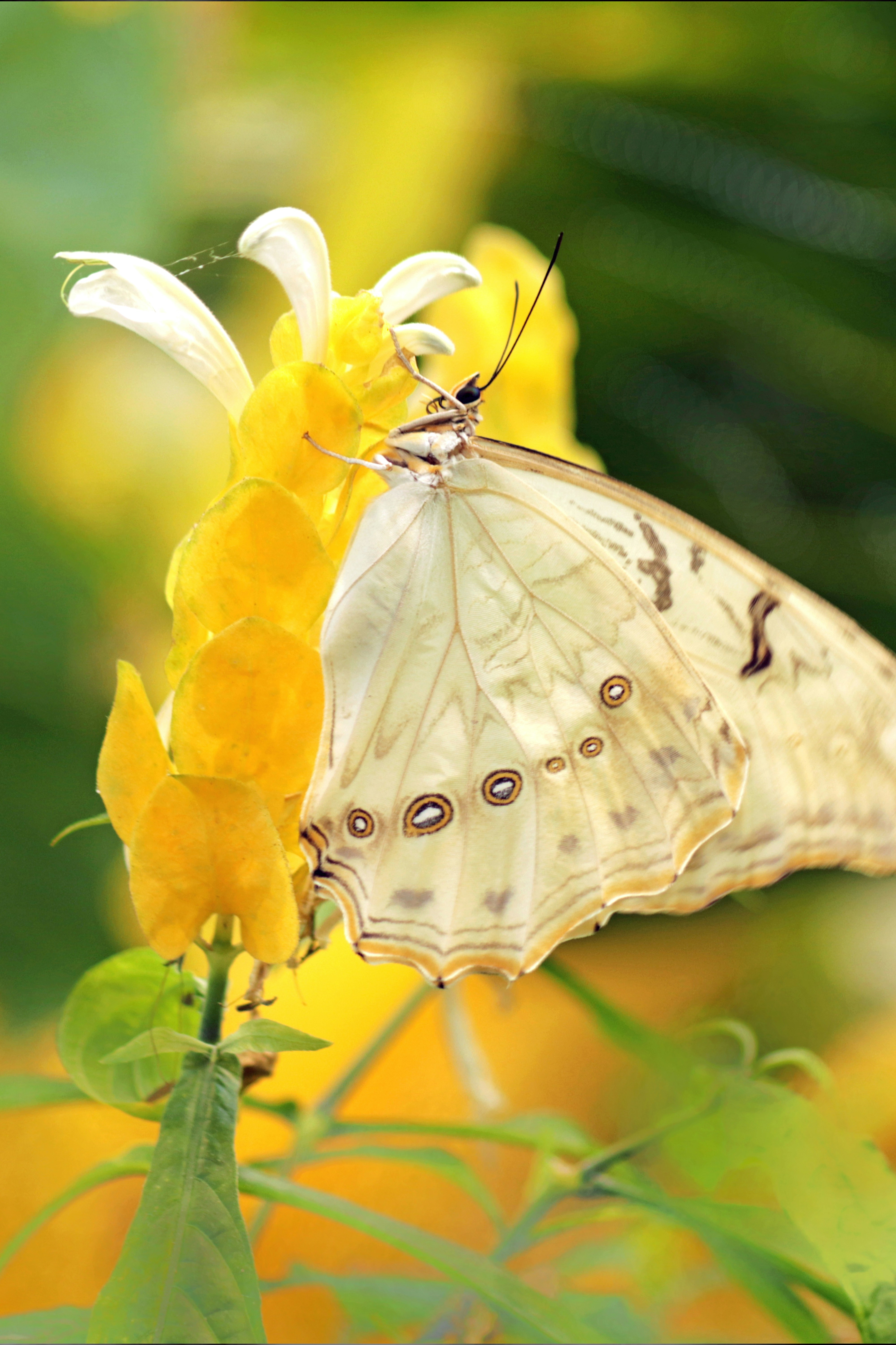 Ivory-winged Butterfly on Sunlit Golden Blooms