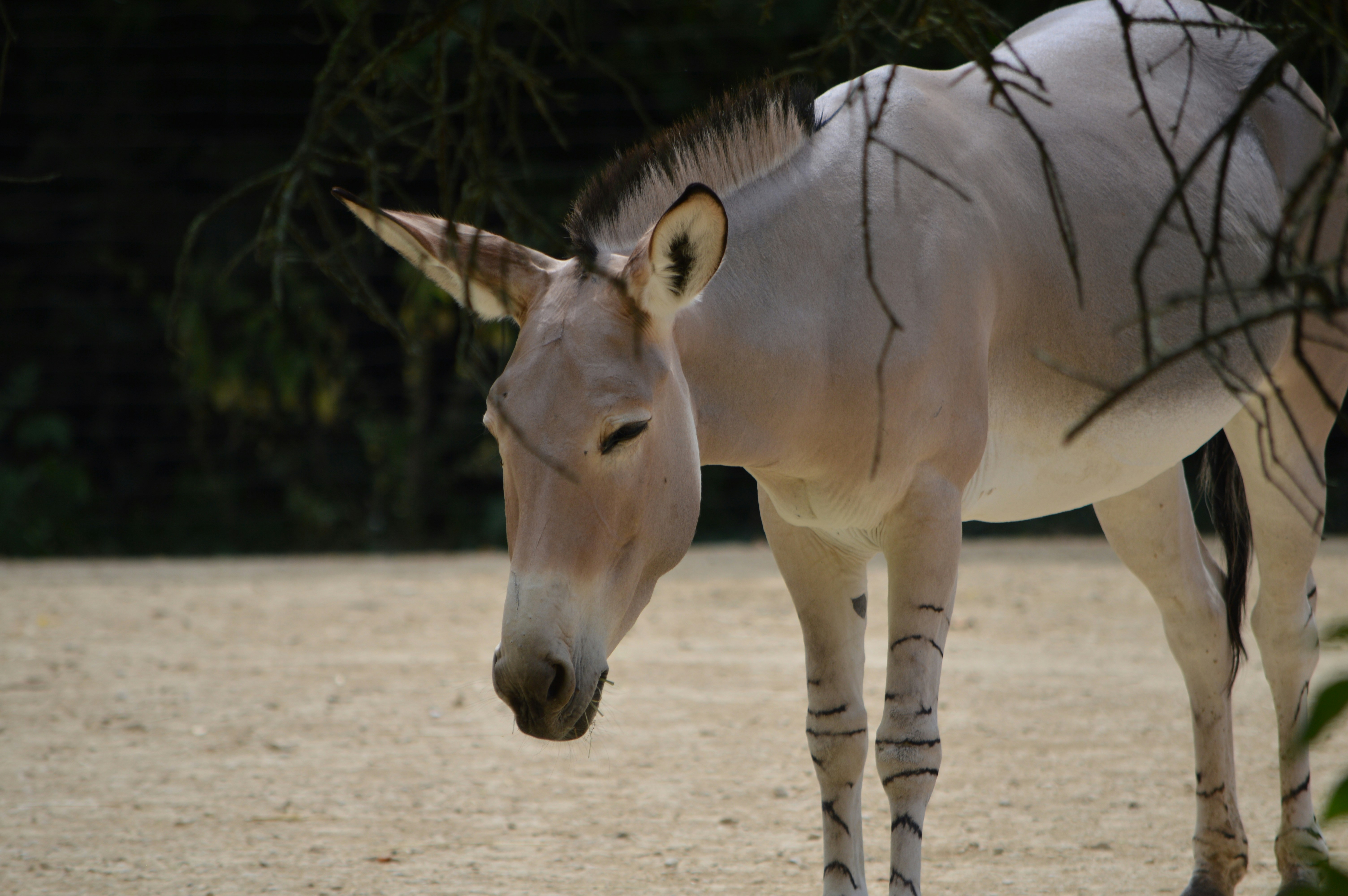 Dappled Calm: A Cream Donkey Pauses in the Sand Beneath Shaded Branches