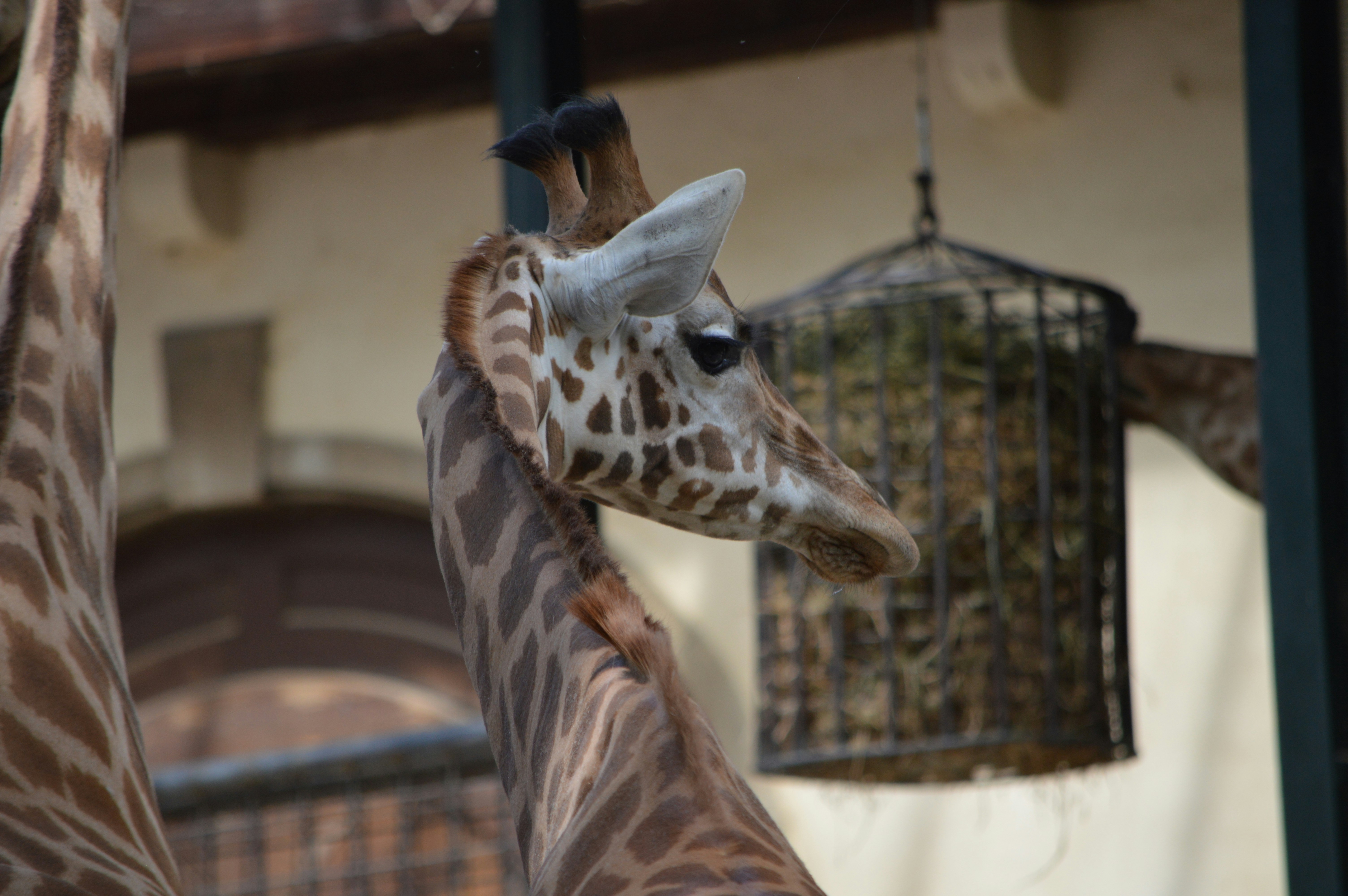 Giraffe in Profile: Graceful Neck and Dappled Light by the Enclosure
