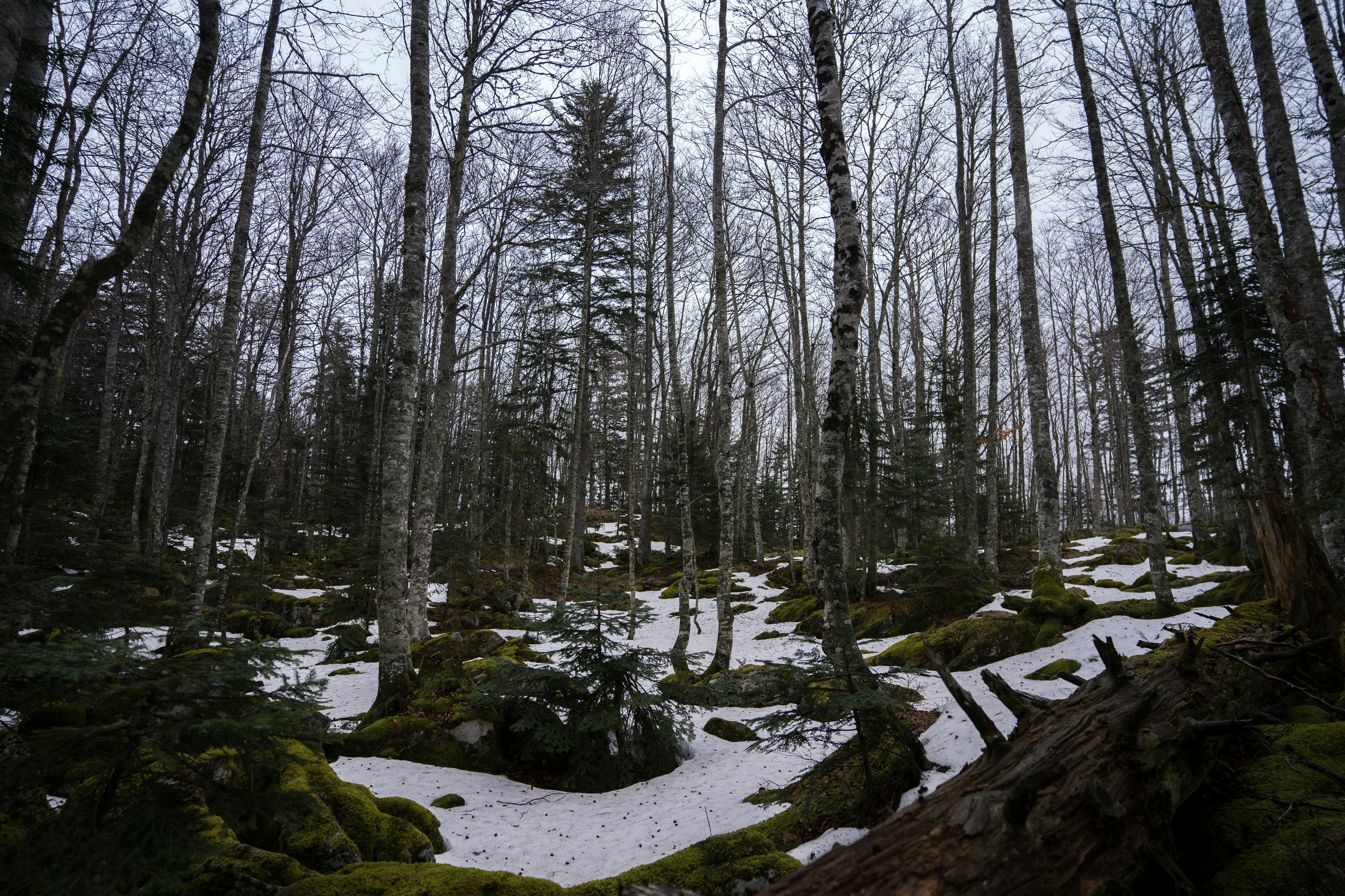 Birch Quarters of Winter: Moss and Snow in a Quiet Forest