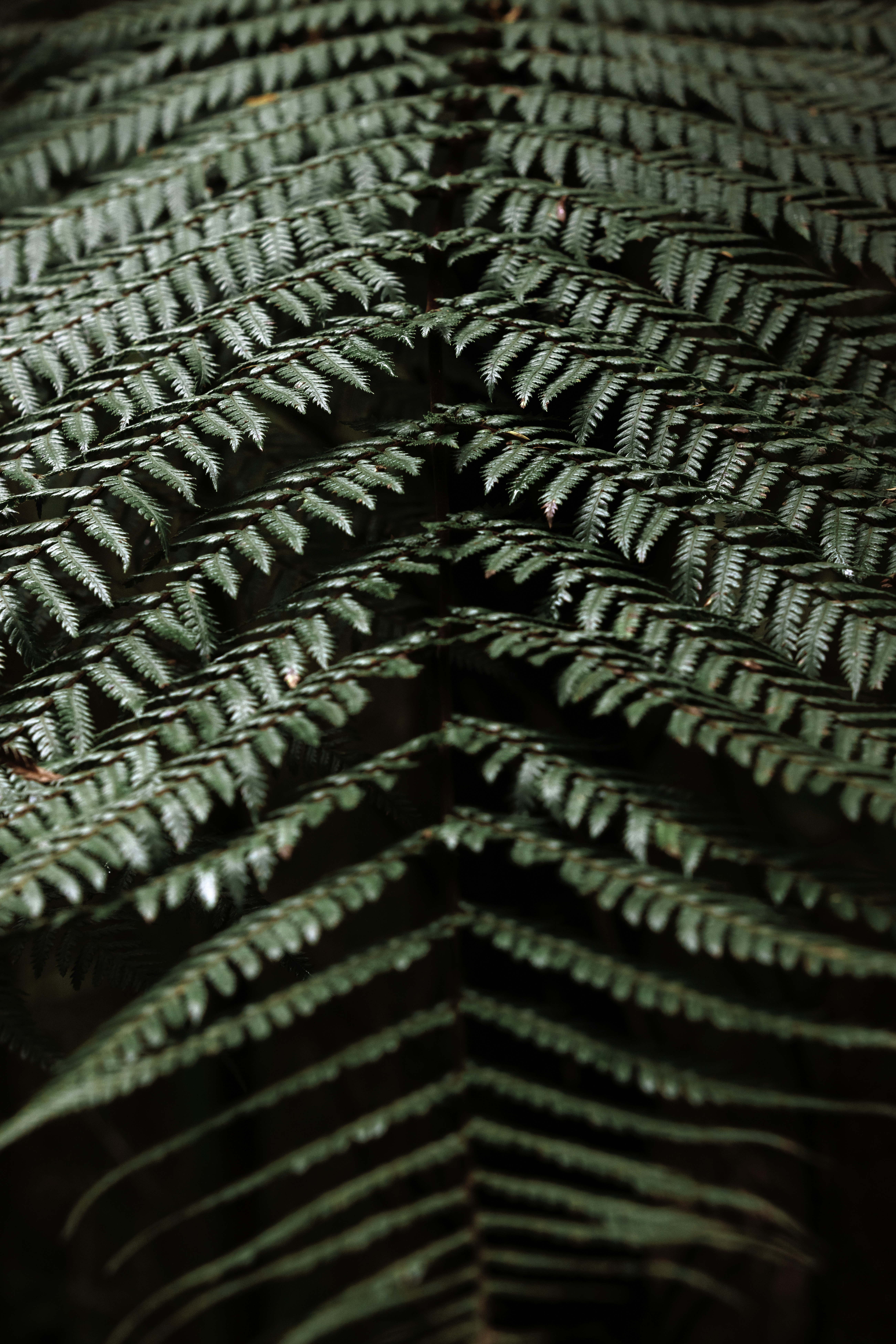 Crosshatch of Fern Fronds: A Quiet Green Texture