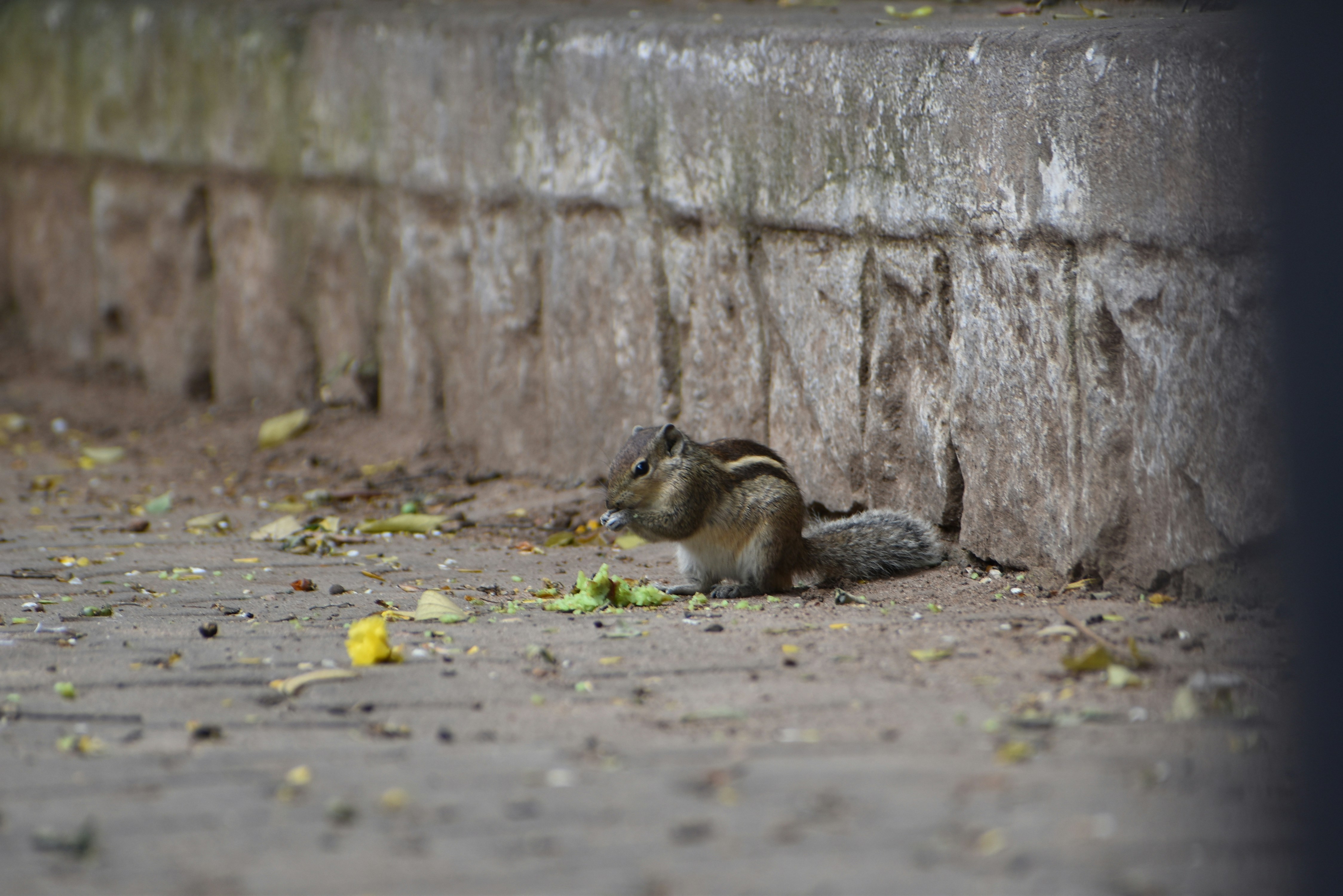 brown squirrel on gray concrete wall during daytime