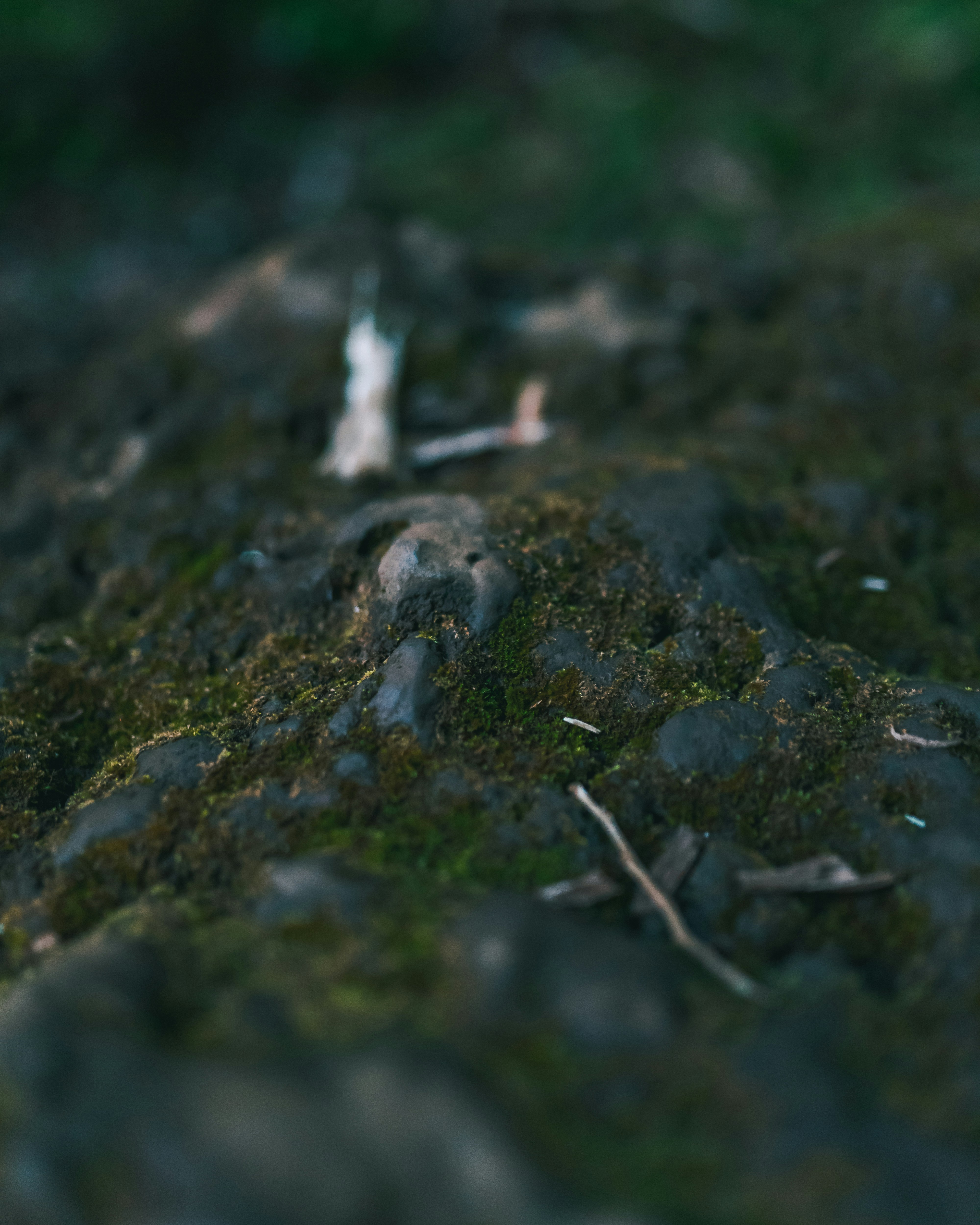 Mossy Footpath in Quiet Dappled Light