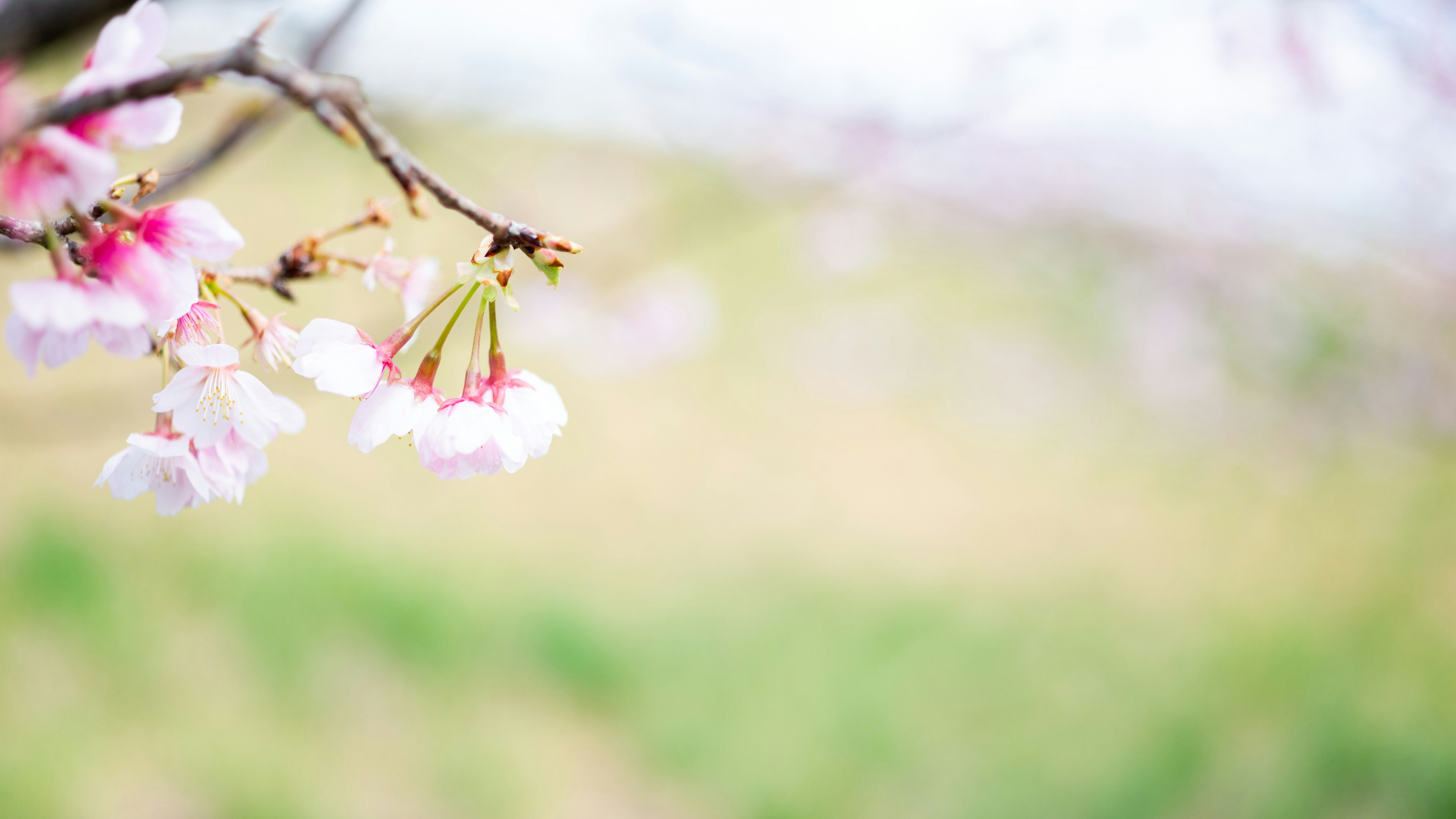 Whispers of Spring: Sakura Cluster in Milky Blur