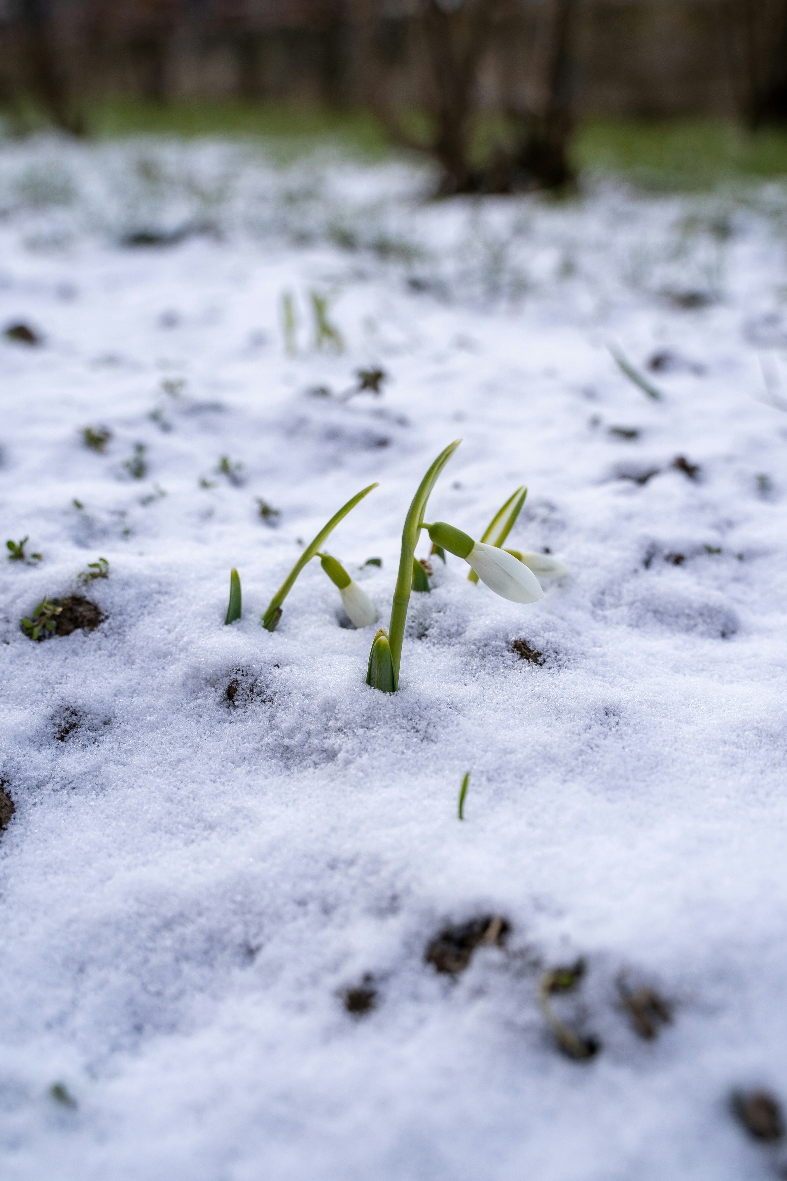 Spring Snow Pictures | Download Free Images on Unsplash