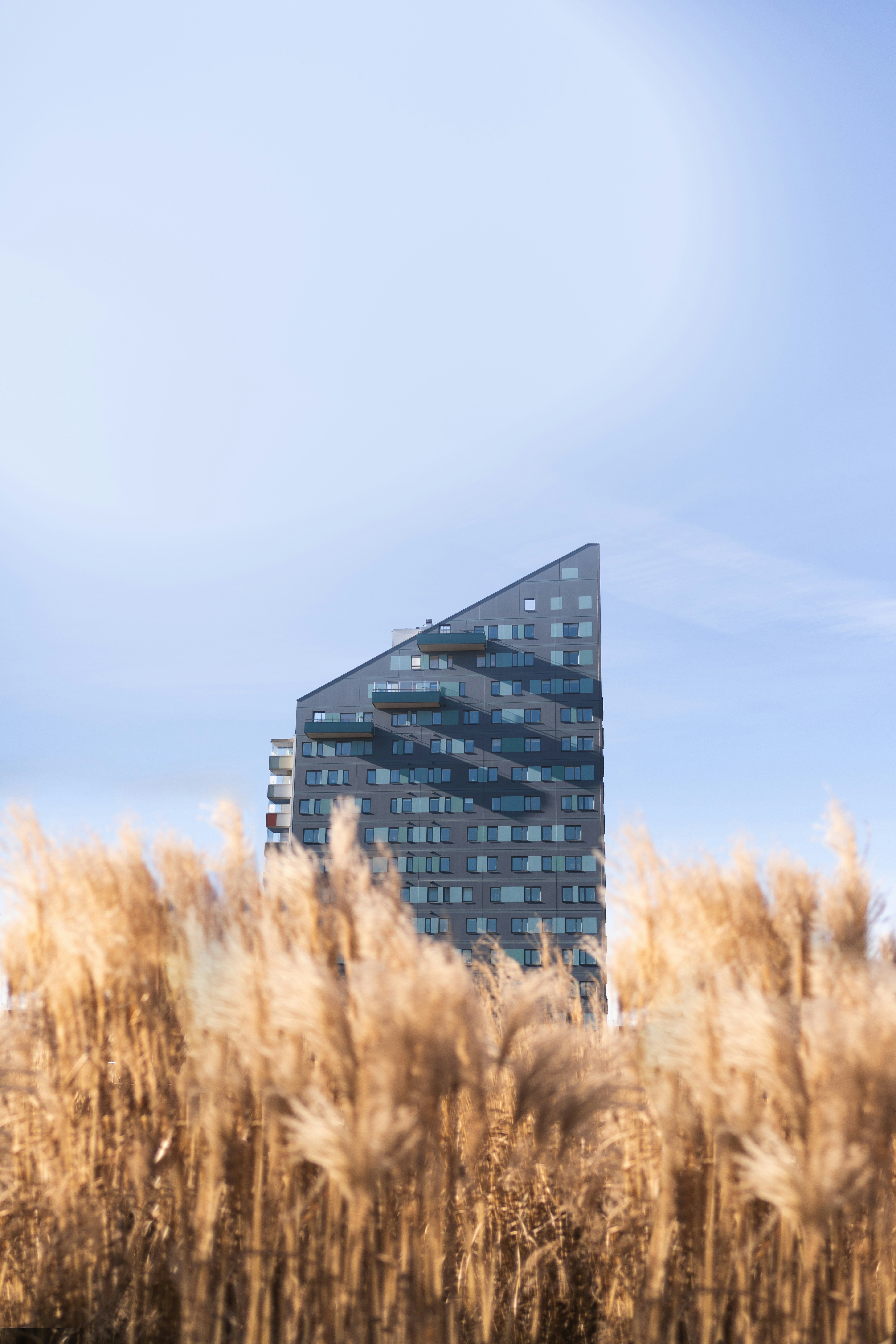 Apex of the Modern Tower Piercing a Field of Golden Reeds