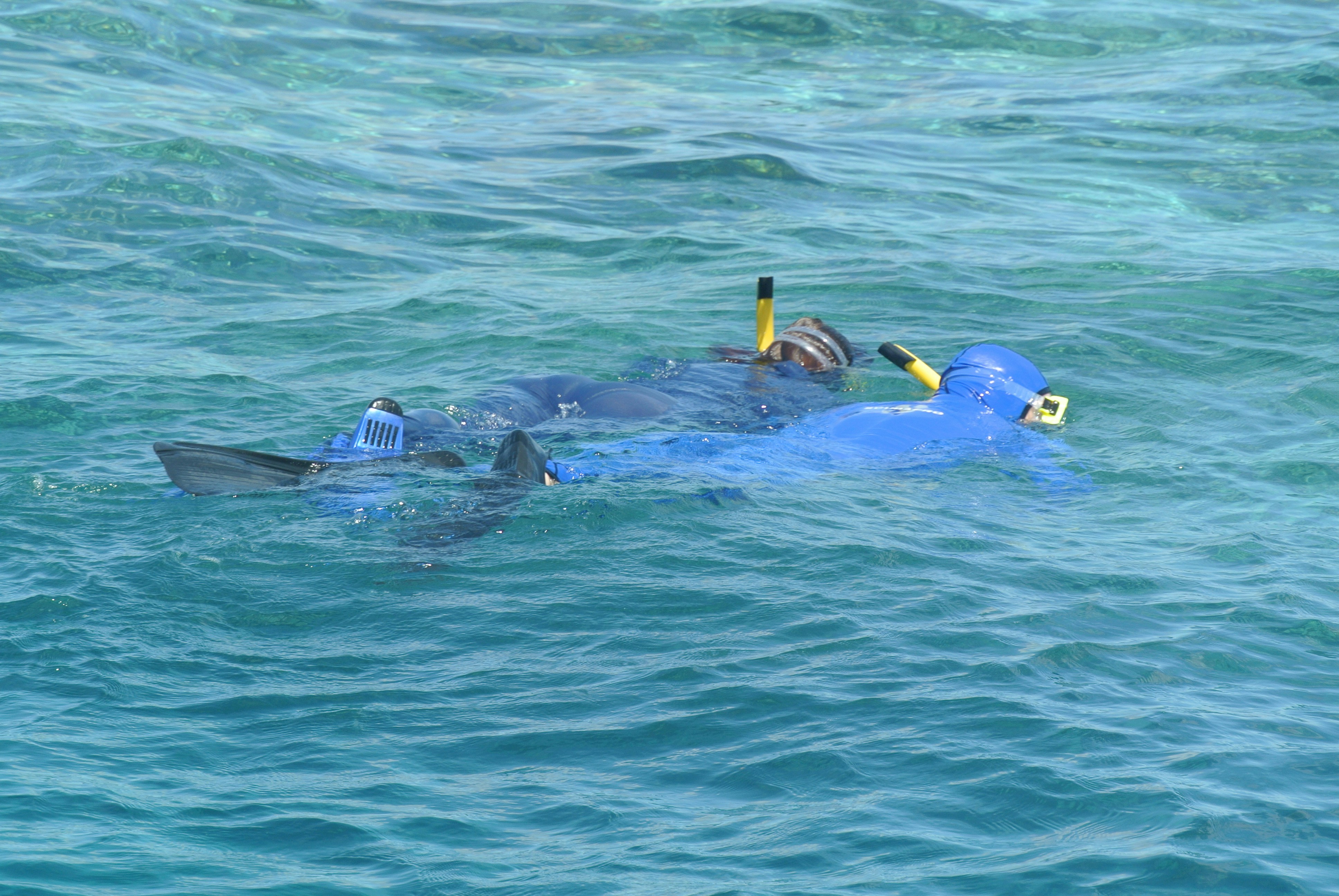 Submerged Blue Diver Gliding through Turquoise Quiet