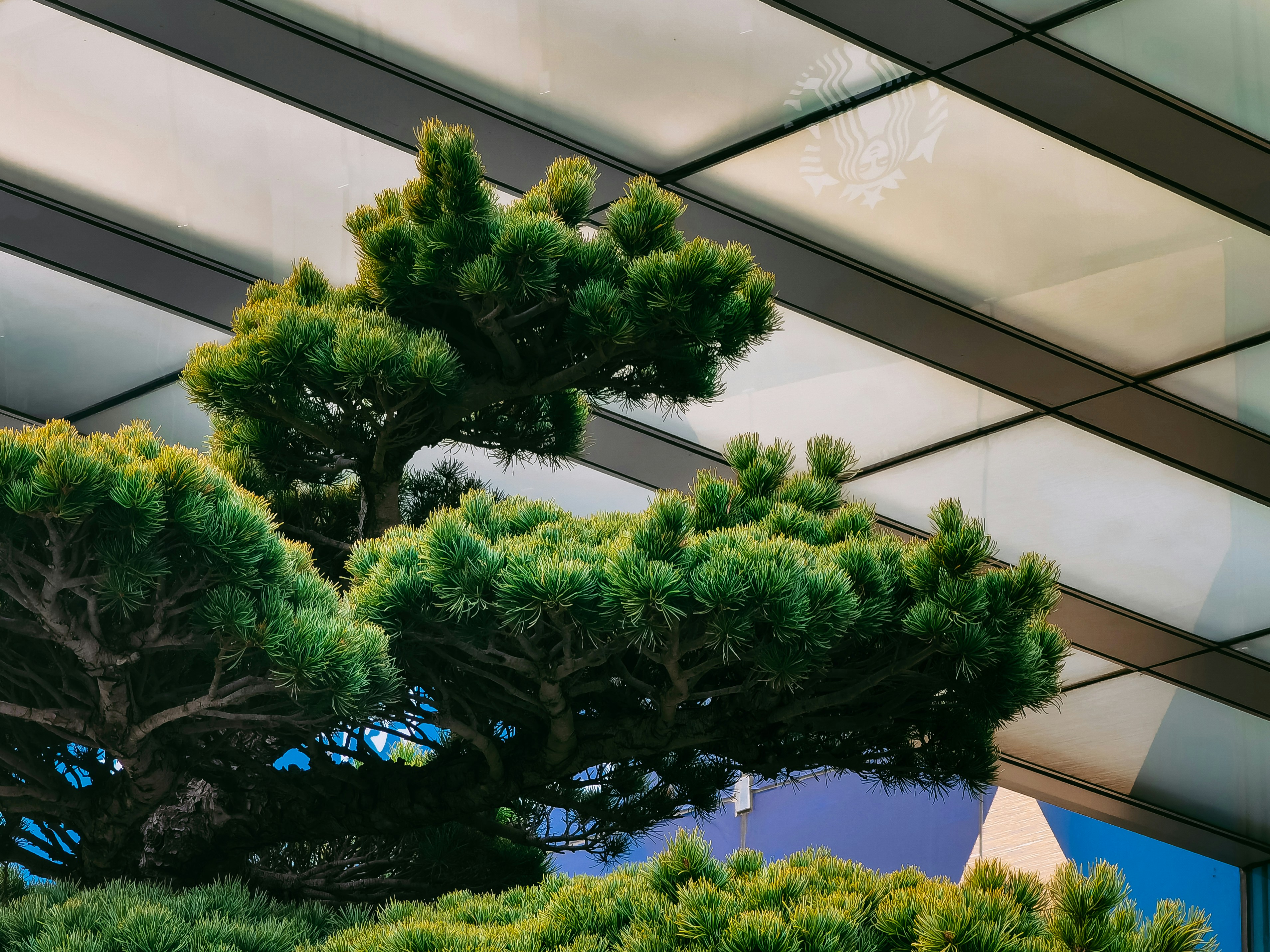 Dense manicured pine branches rise in the foreground against a modern glass facade with diagonal mullions, creating a reflective geometric backdrop.