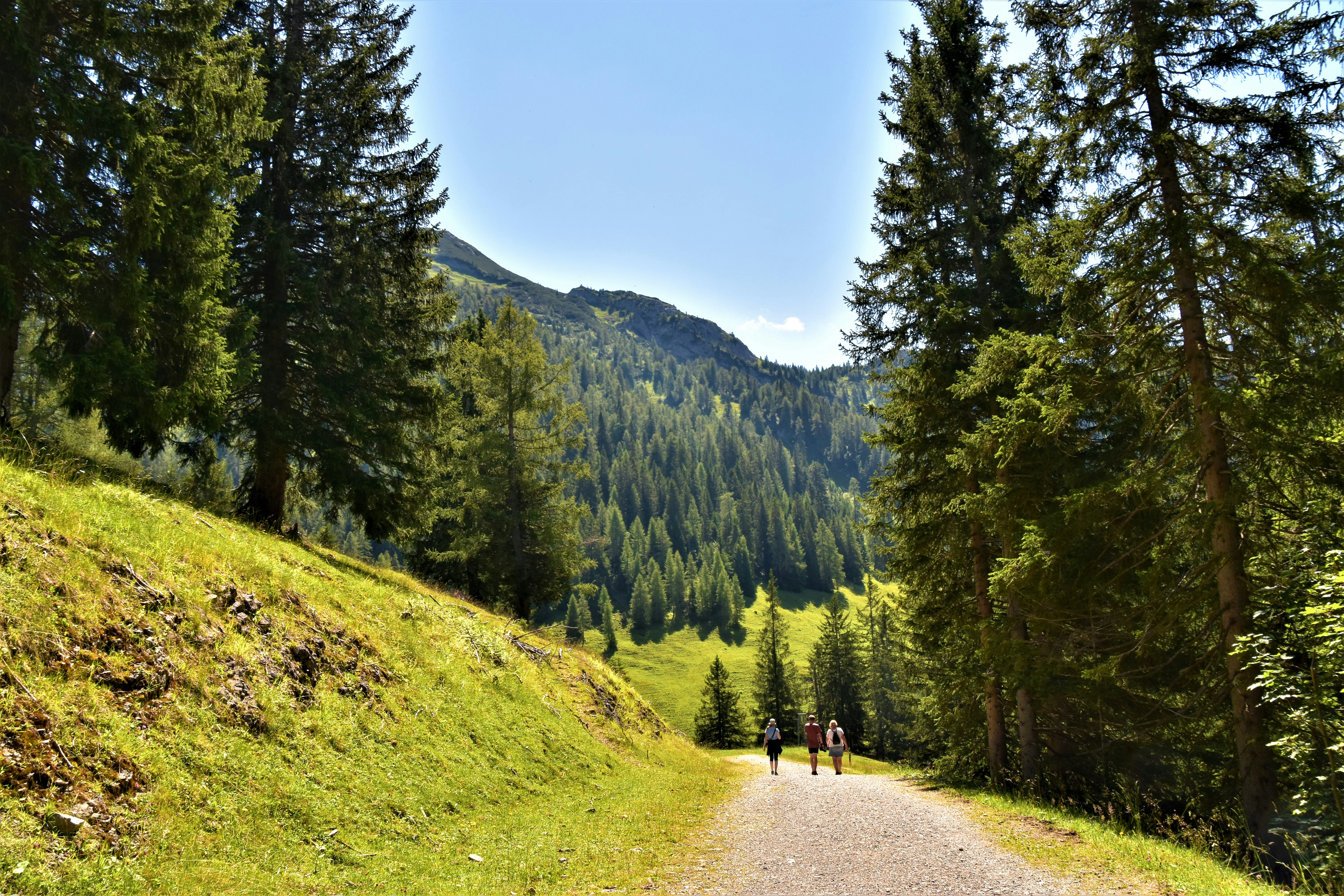 Two hikers walking along a gravel path framed by lush green hills and towering trees under a bright blue sky.