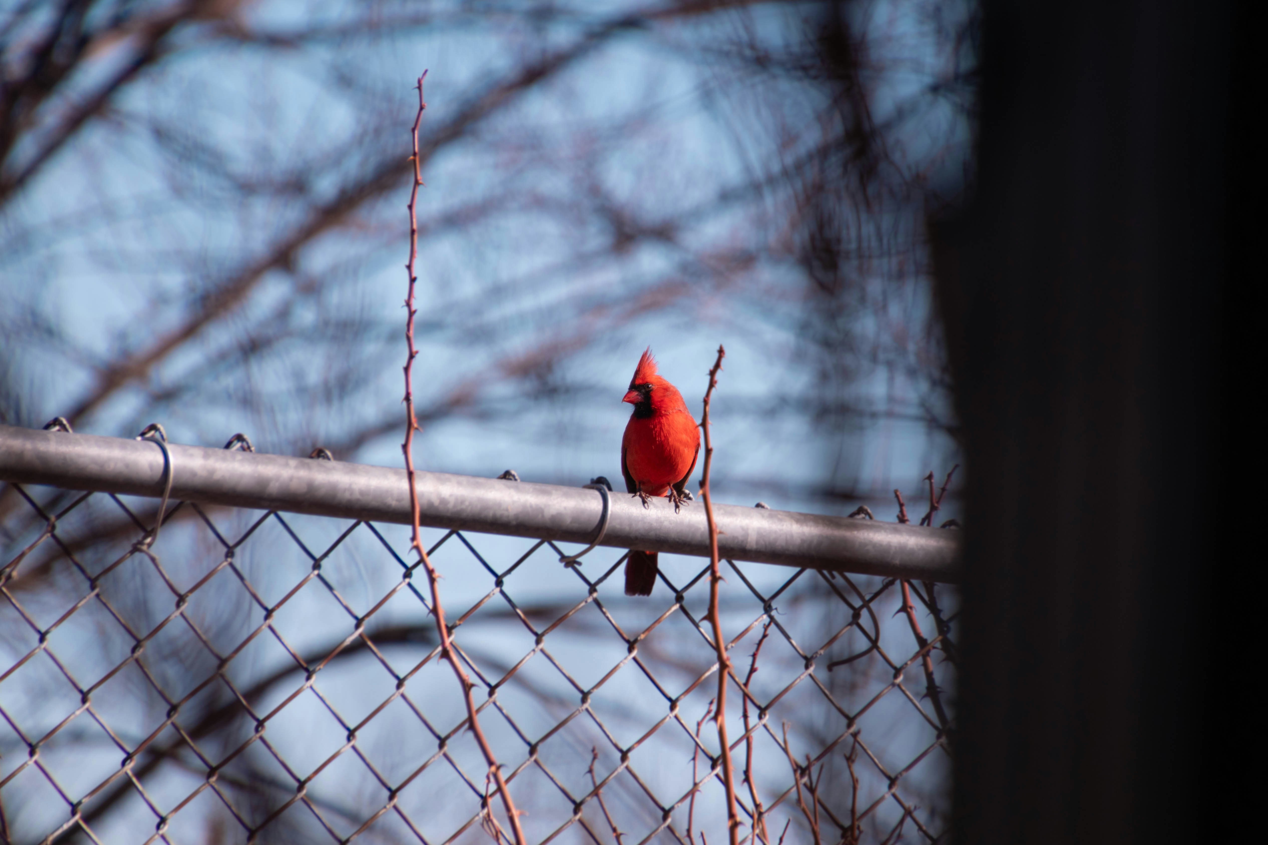 Red cardinal bird on gray metal fence during daytime photo – Free Bird ...