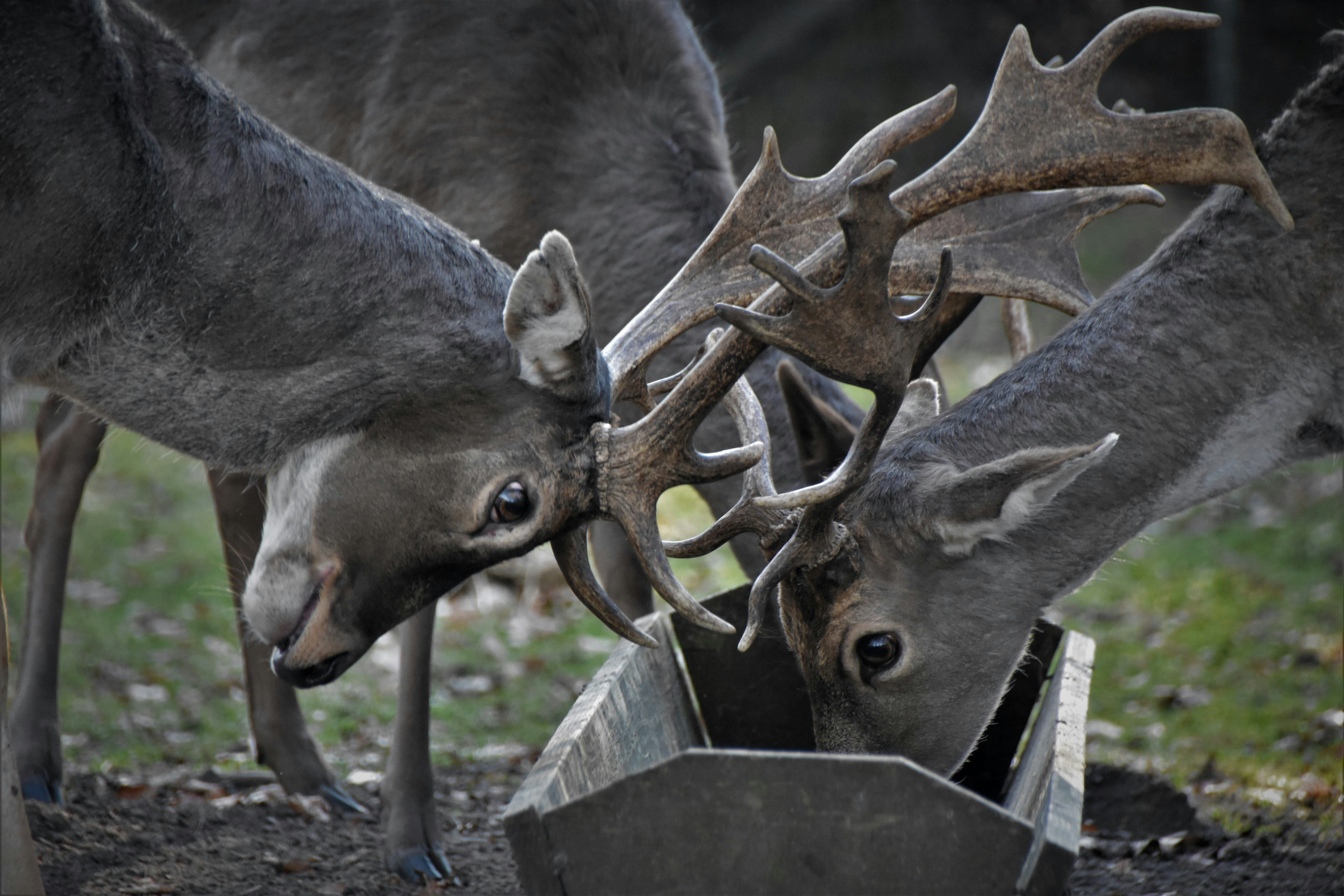 Two deer with impressive antlers engage in a playful interaction over a feeding trough, showcasing their natural behavior in a serene forest setting.