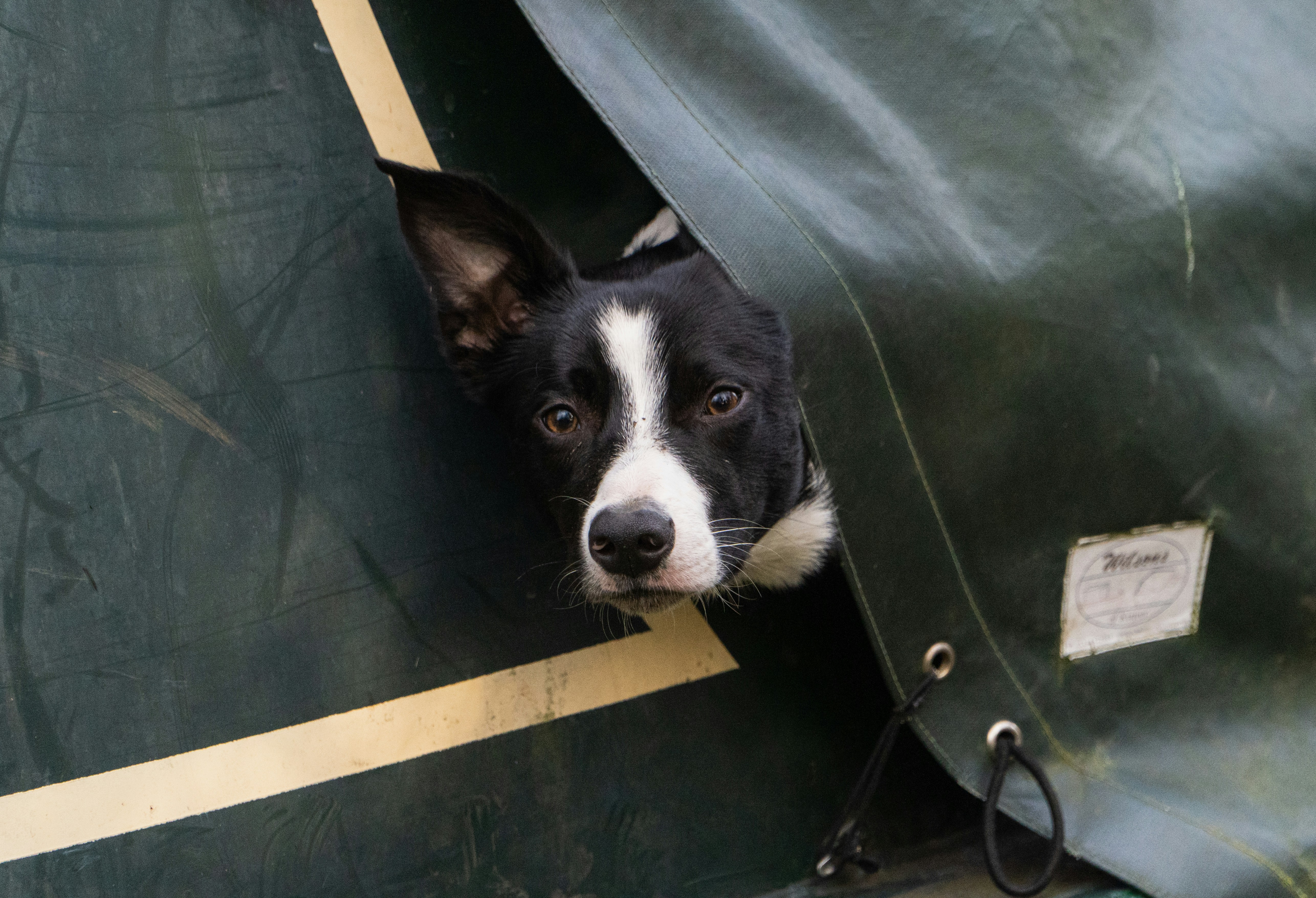 Black and white dog peering through a green tarp, showcasing its inquisitive nature.