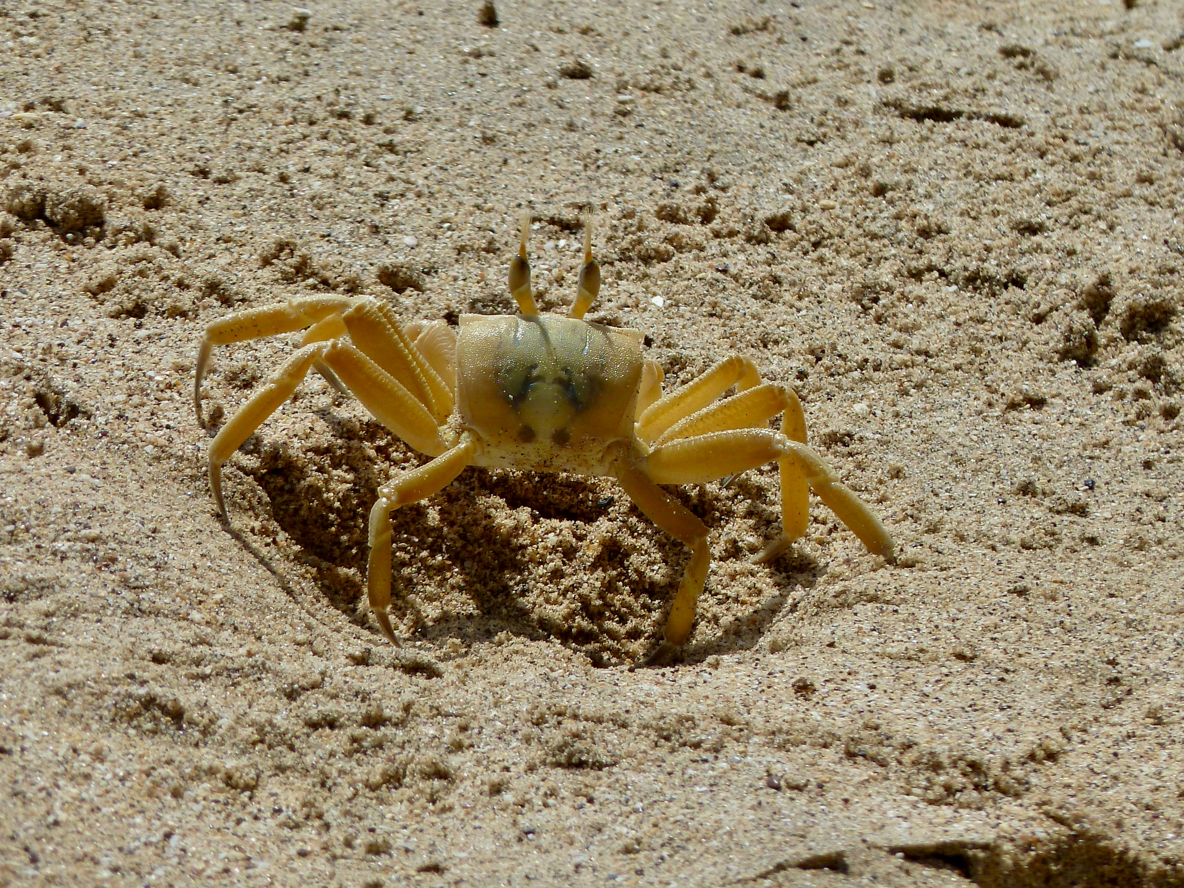 Yellow crab emerging from a sandy burrow on a sunlit beach.