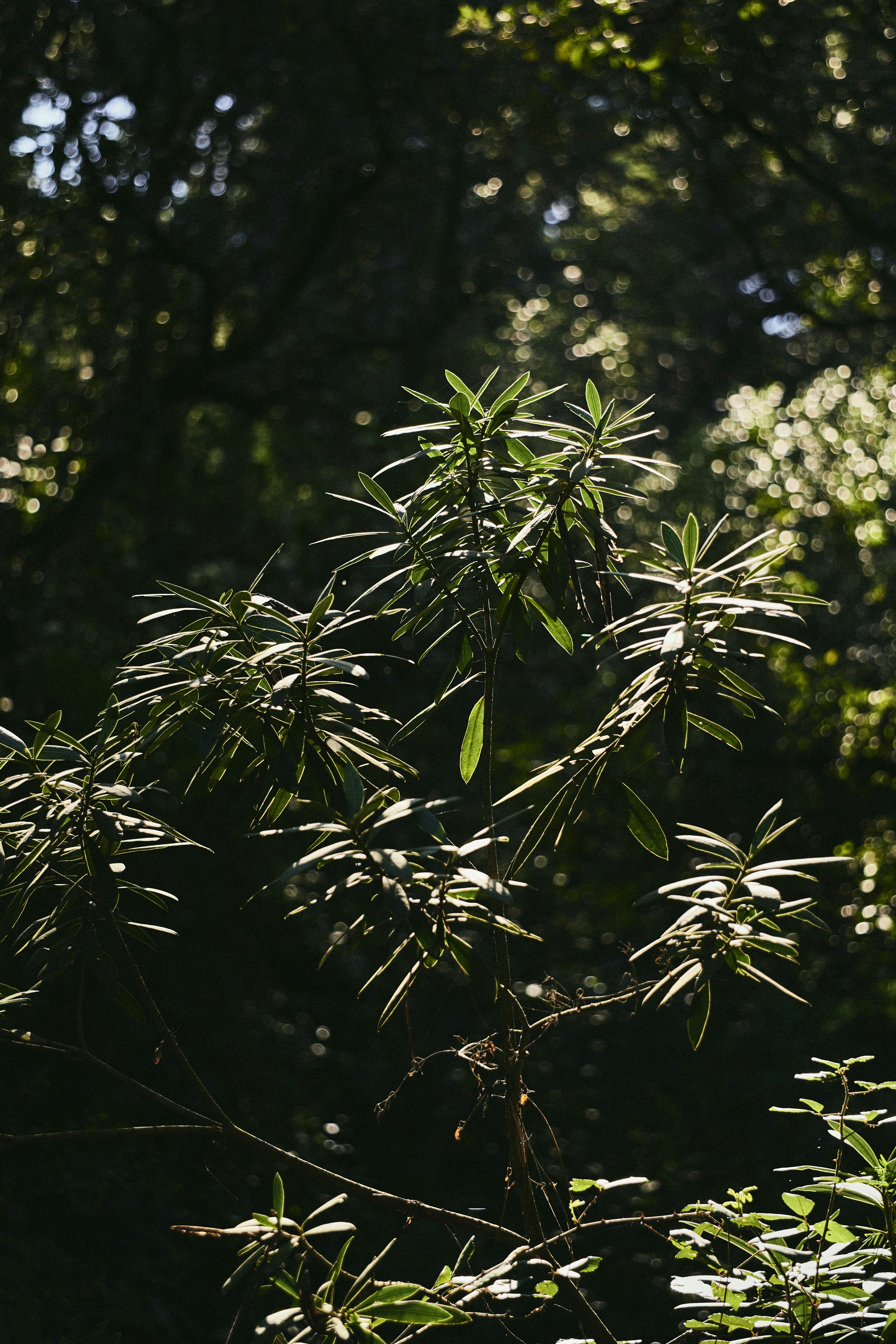 Backlit Sprigs in a Shadowed Forest