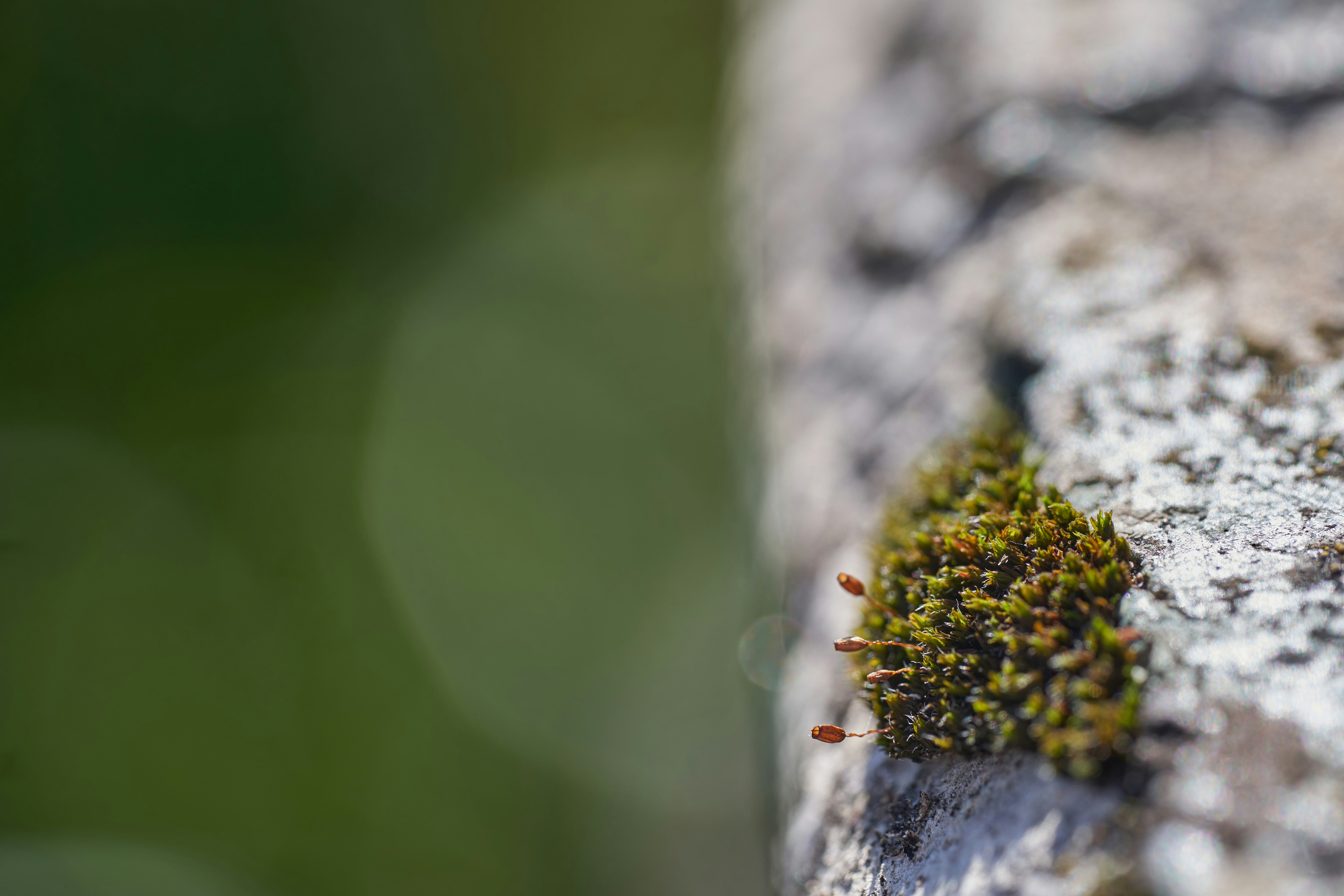 Green moss on gray tree trunk photo – Free Green Image on Unsplash
