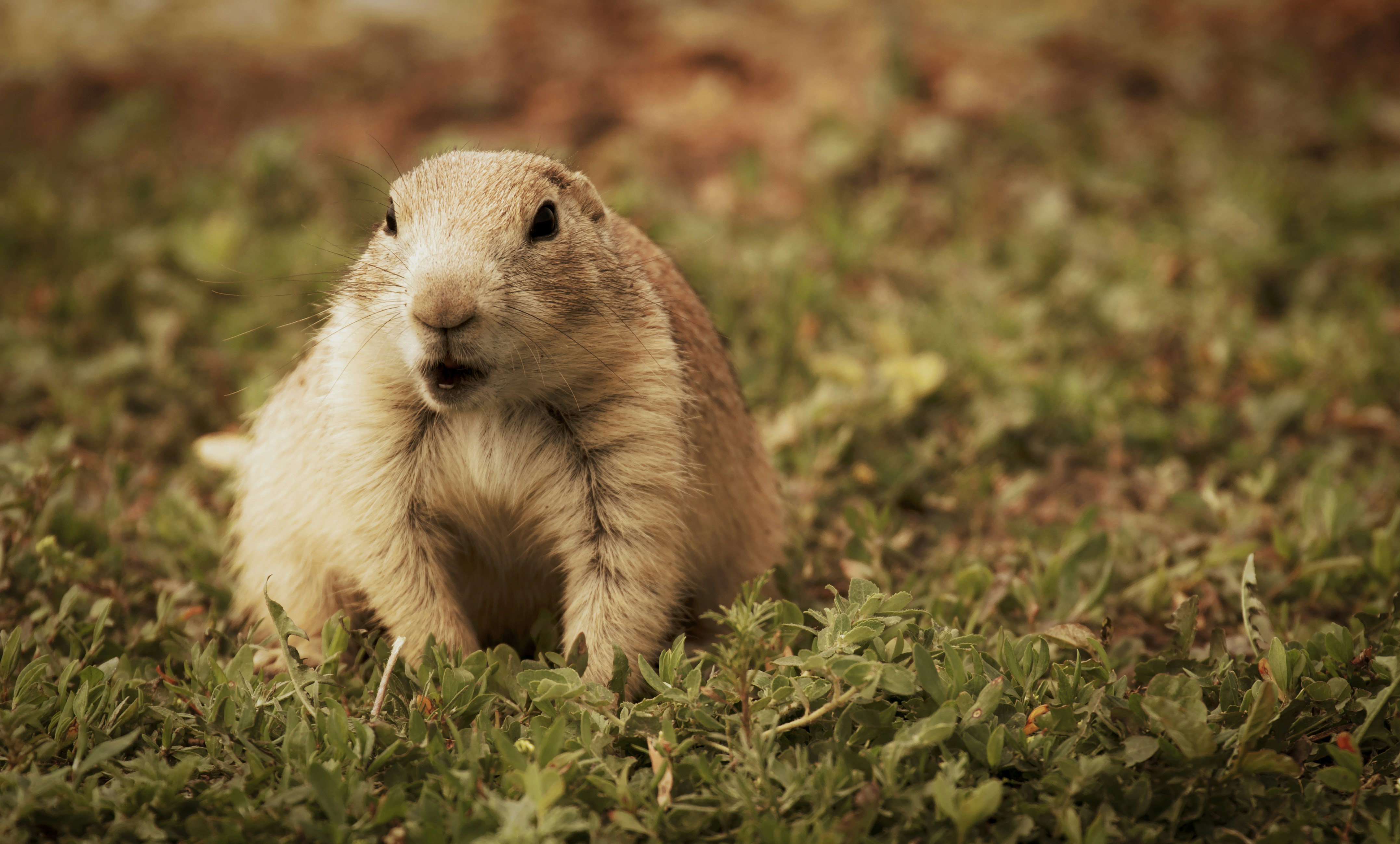 A prairie dog standing alert amidst a lush green field, showcasing its inquisitive nature.