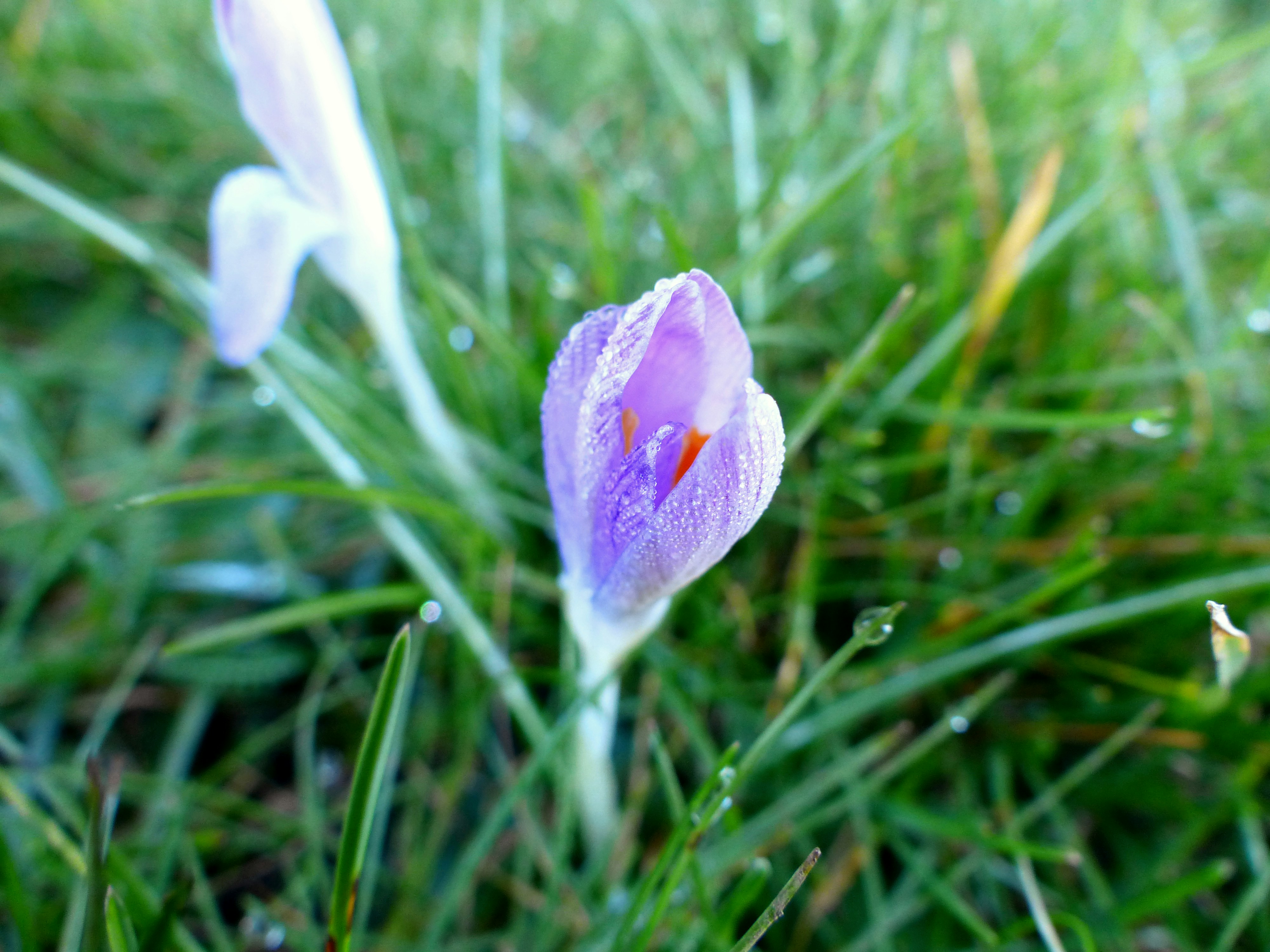 Purple crocus with morning dew