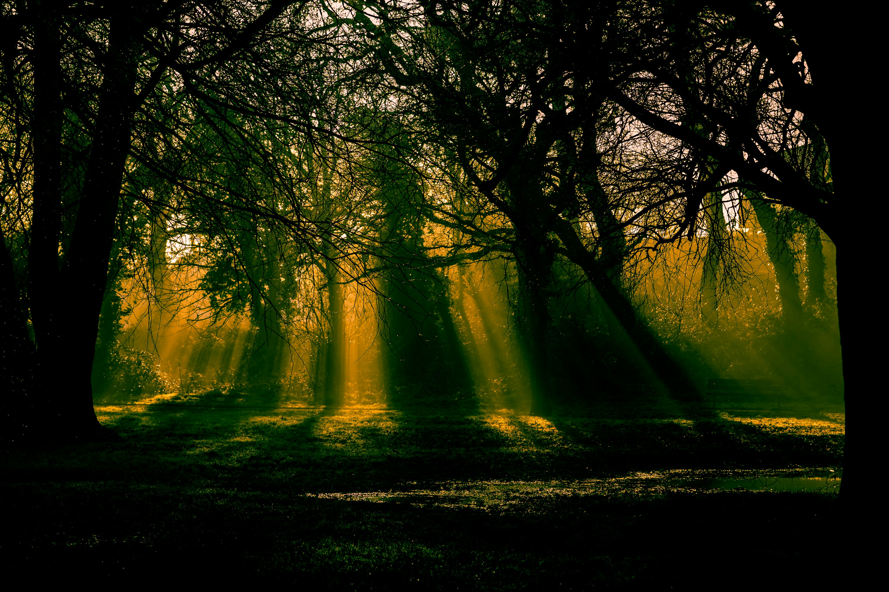 Whispers of Light Through the Canopy