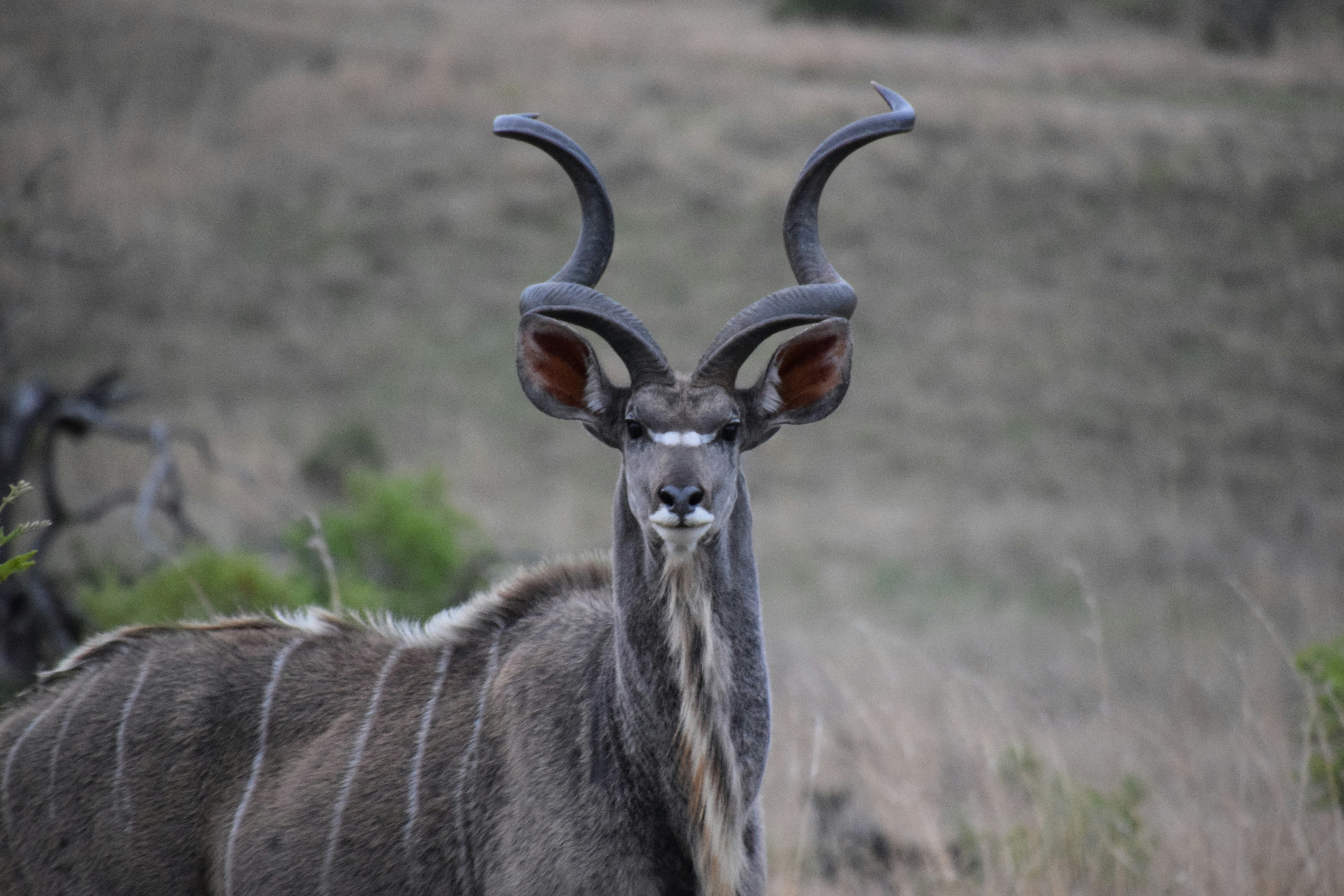 Close-up of a kudu bull showcasing its impressive spiral horns and striking facial features against a blurred natural backdrop.