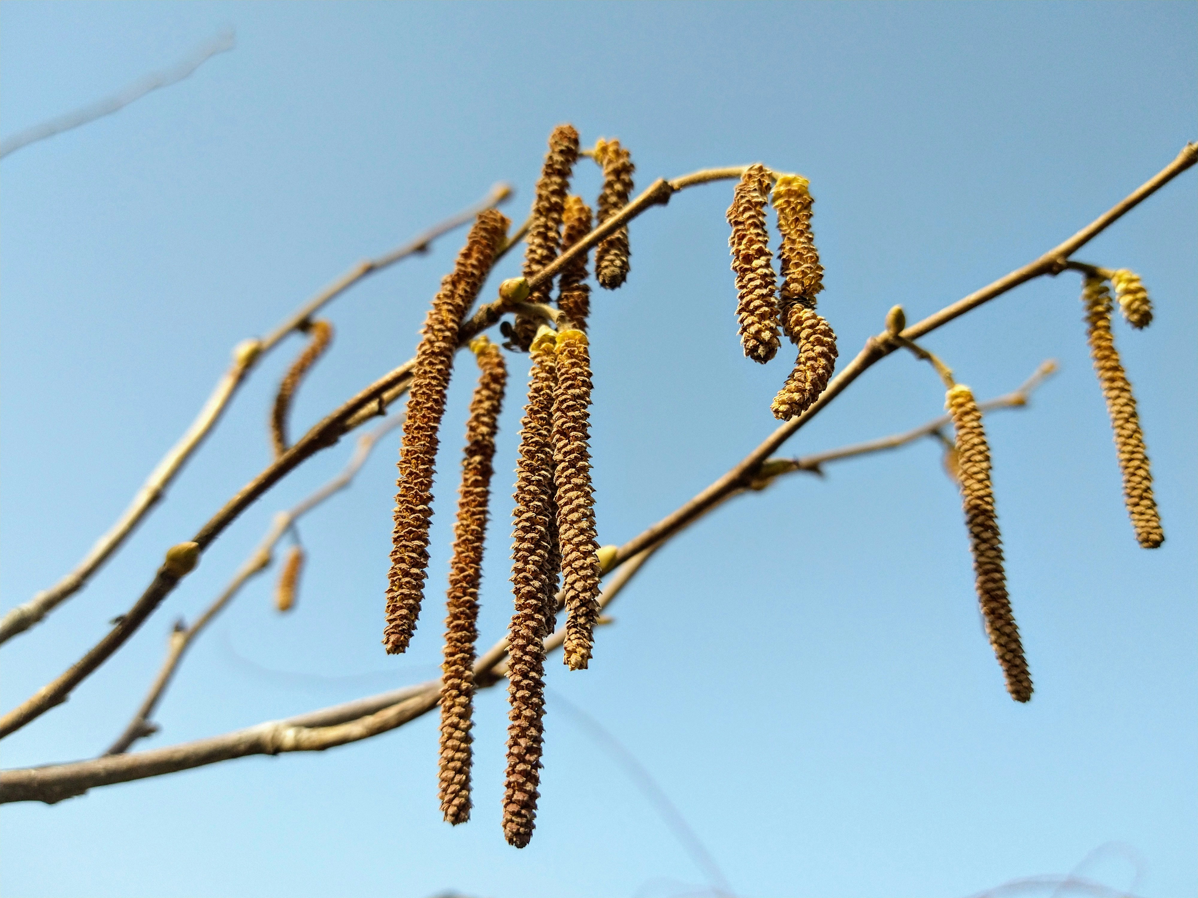 Brown plant in close up photography photo – Free Muguri de copac Image ...