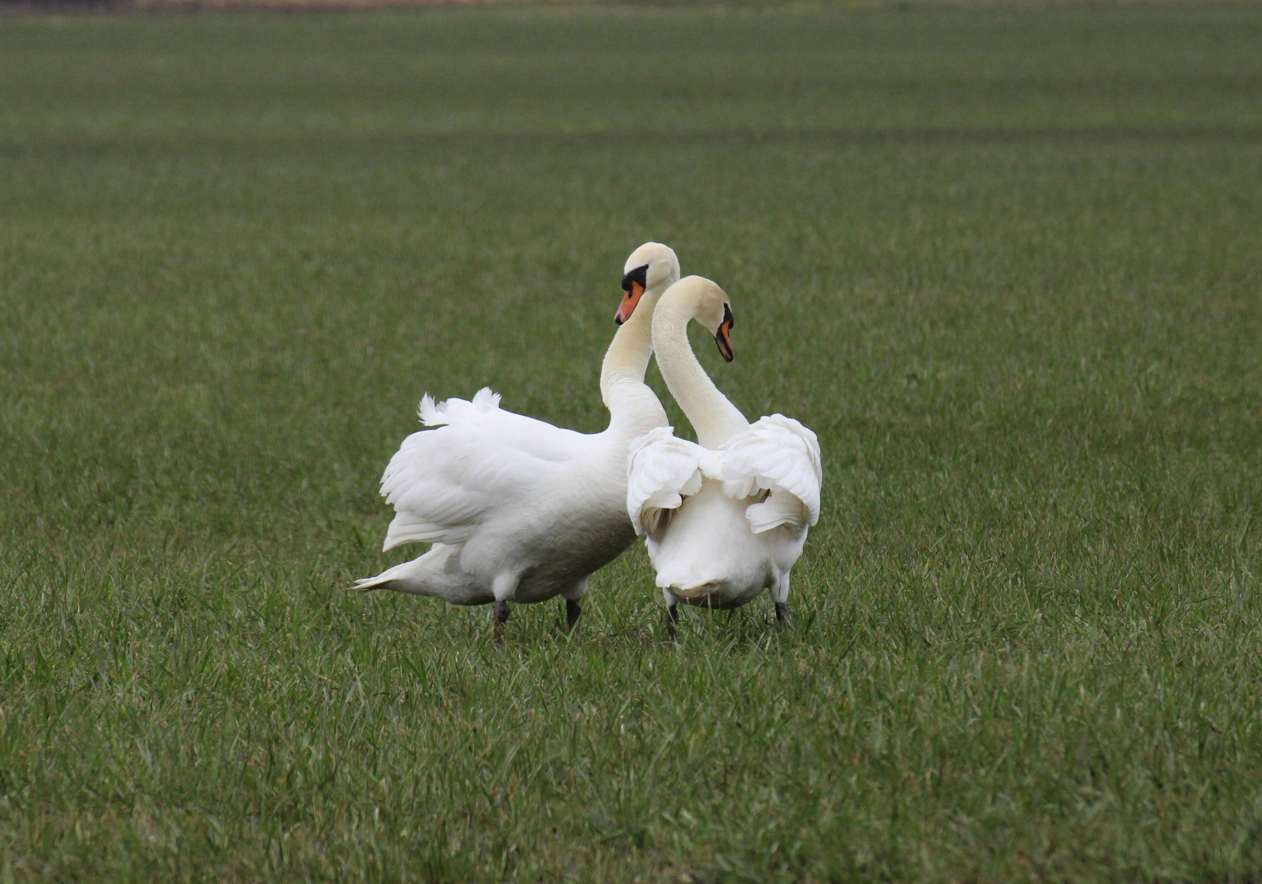16 Wild Creatures That Stay Monogamous for Life - Animals Around The Globe