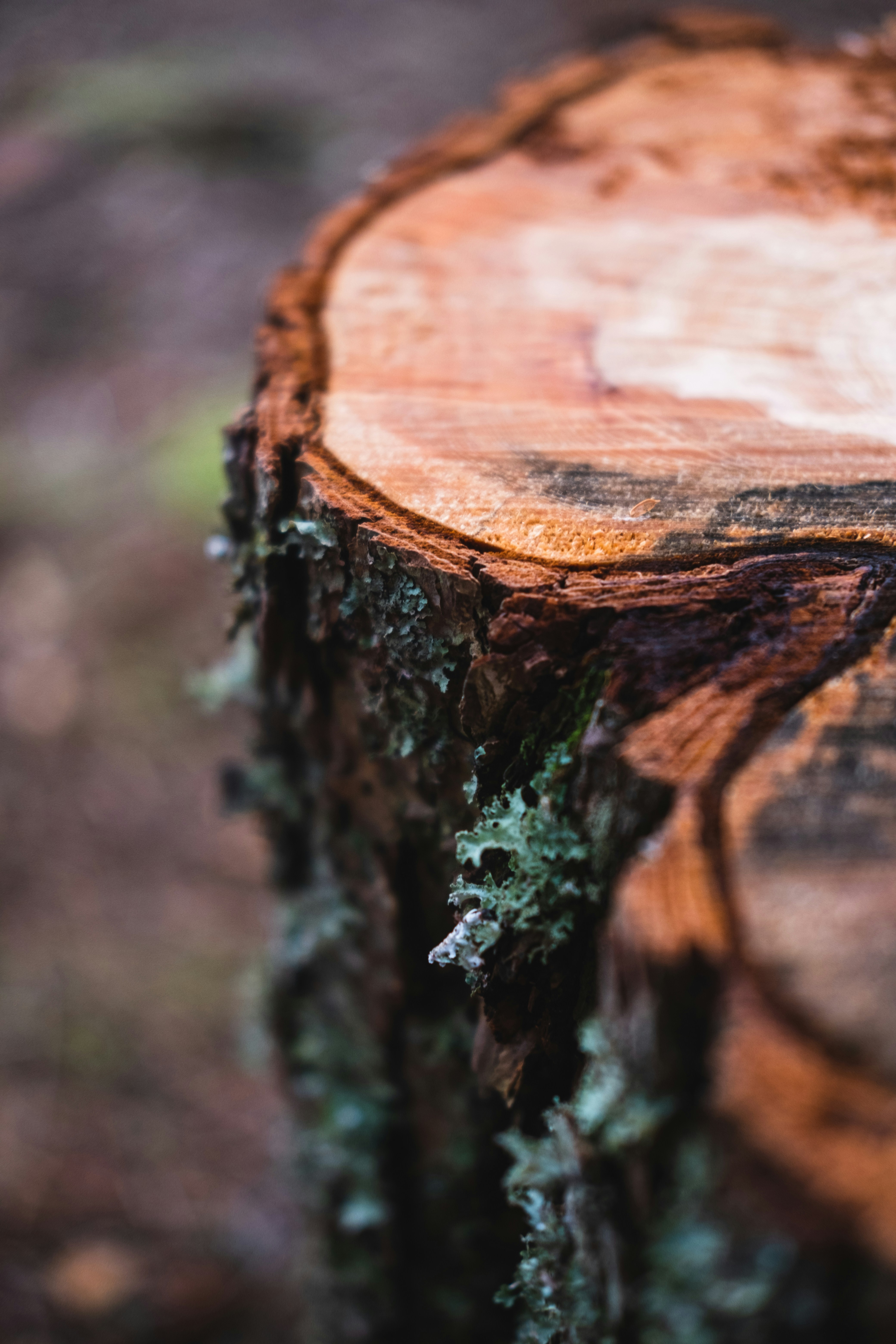 Lichen’s Edge: Textures of a Weathered Log