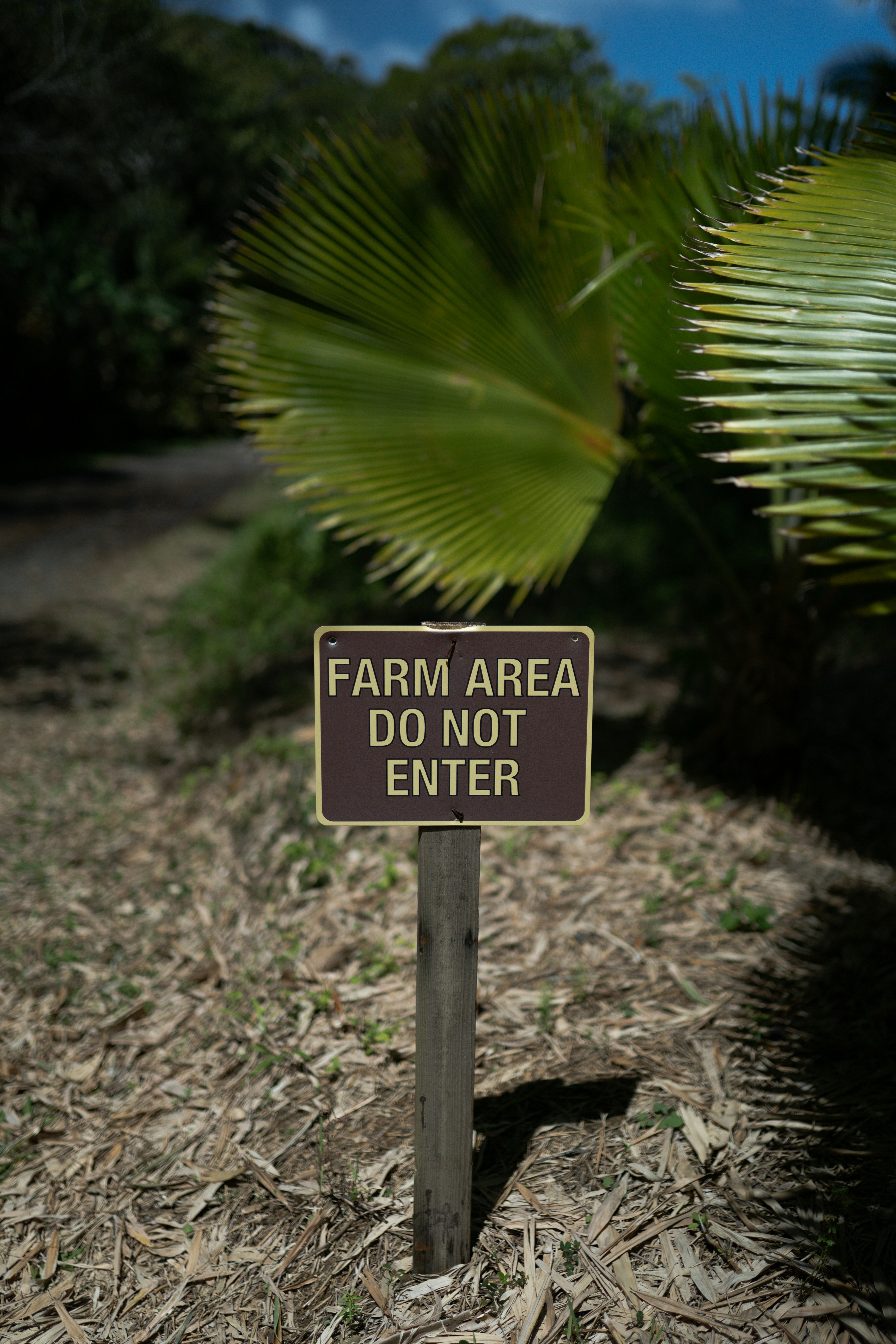 Signpost in a Farm Footpath—Guarded by Palm Fronds