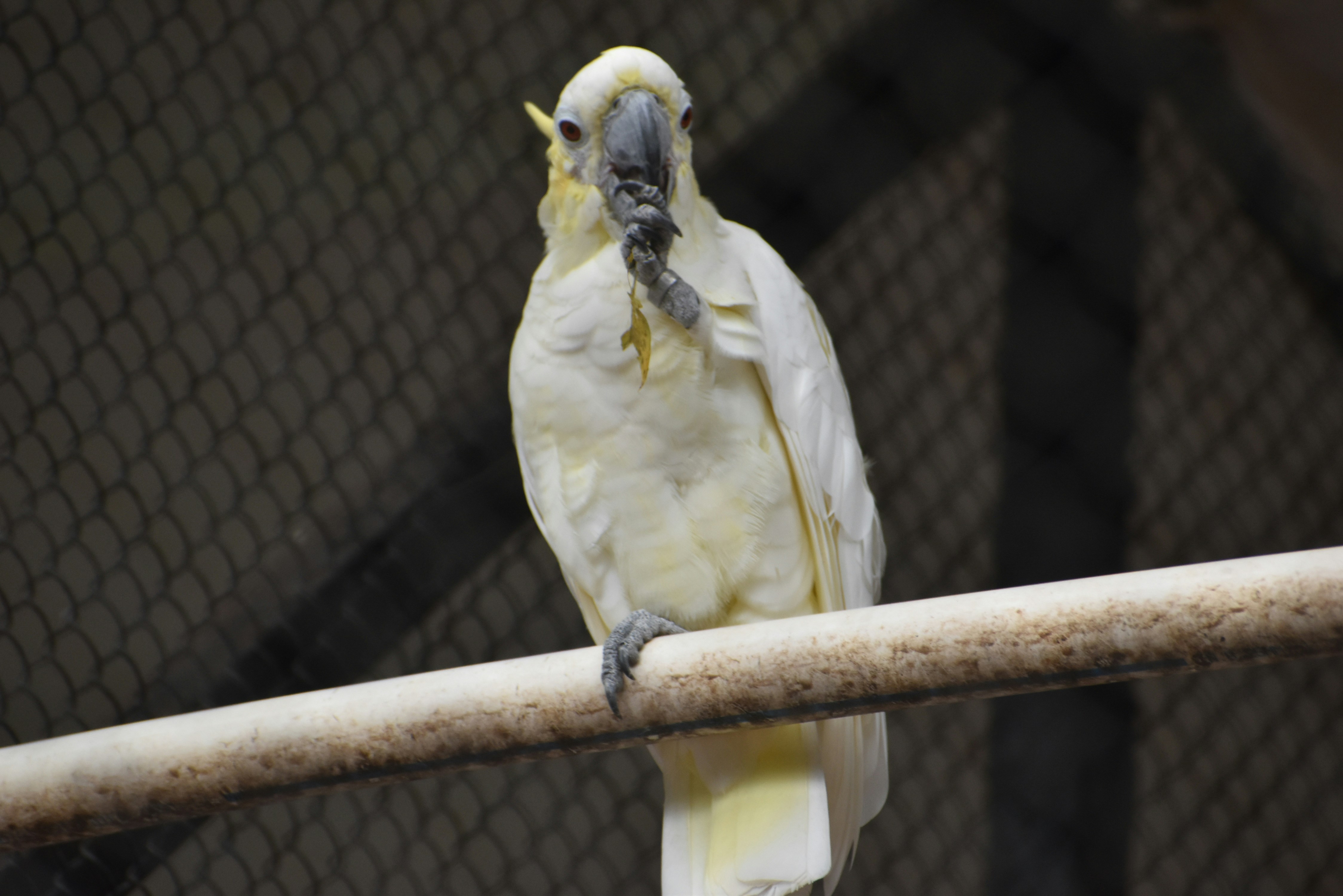 White Parrot Pictures | Download Free Images on Unsplash
