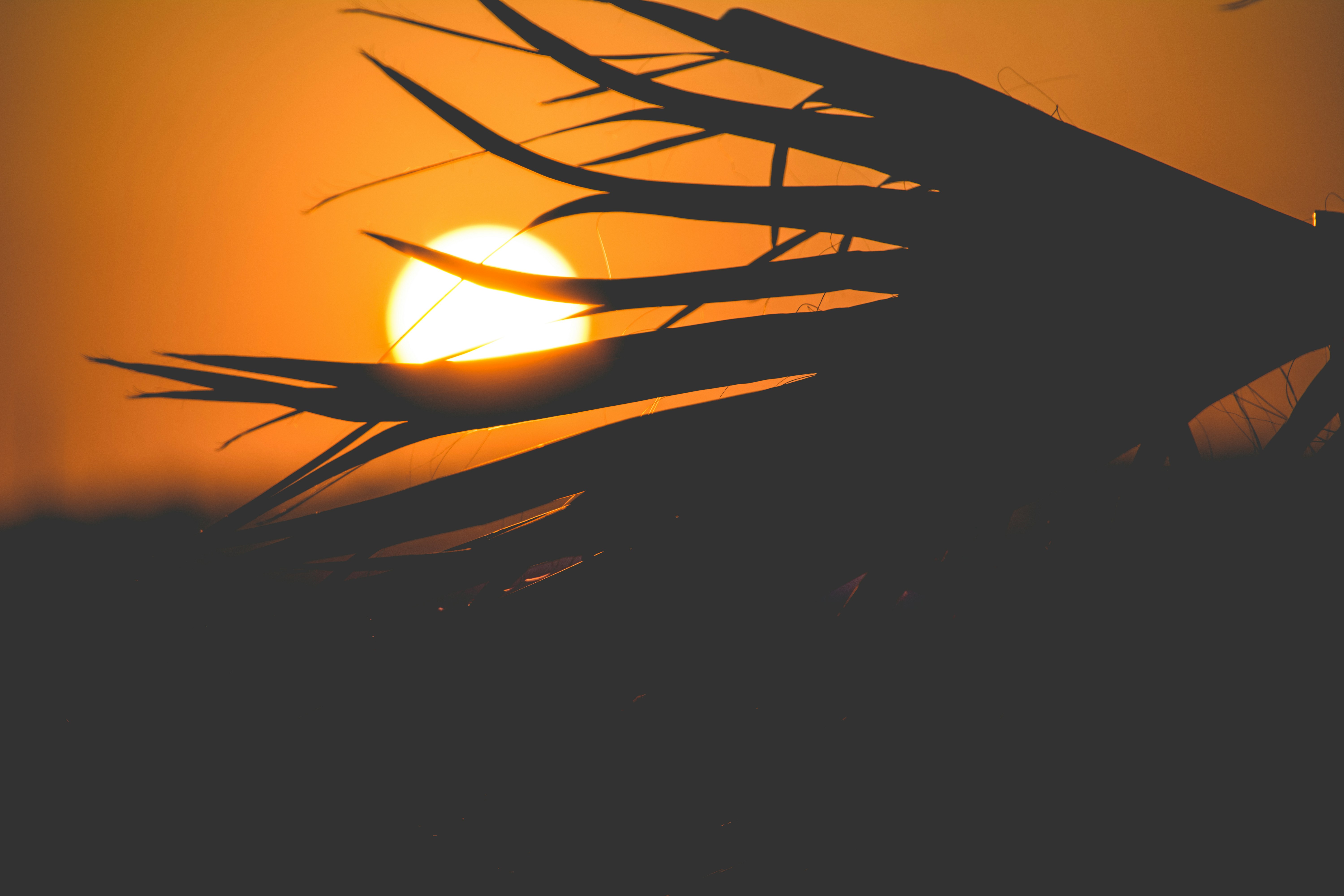 Horizon blaze through jagged palm fronds at dusk