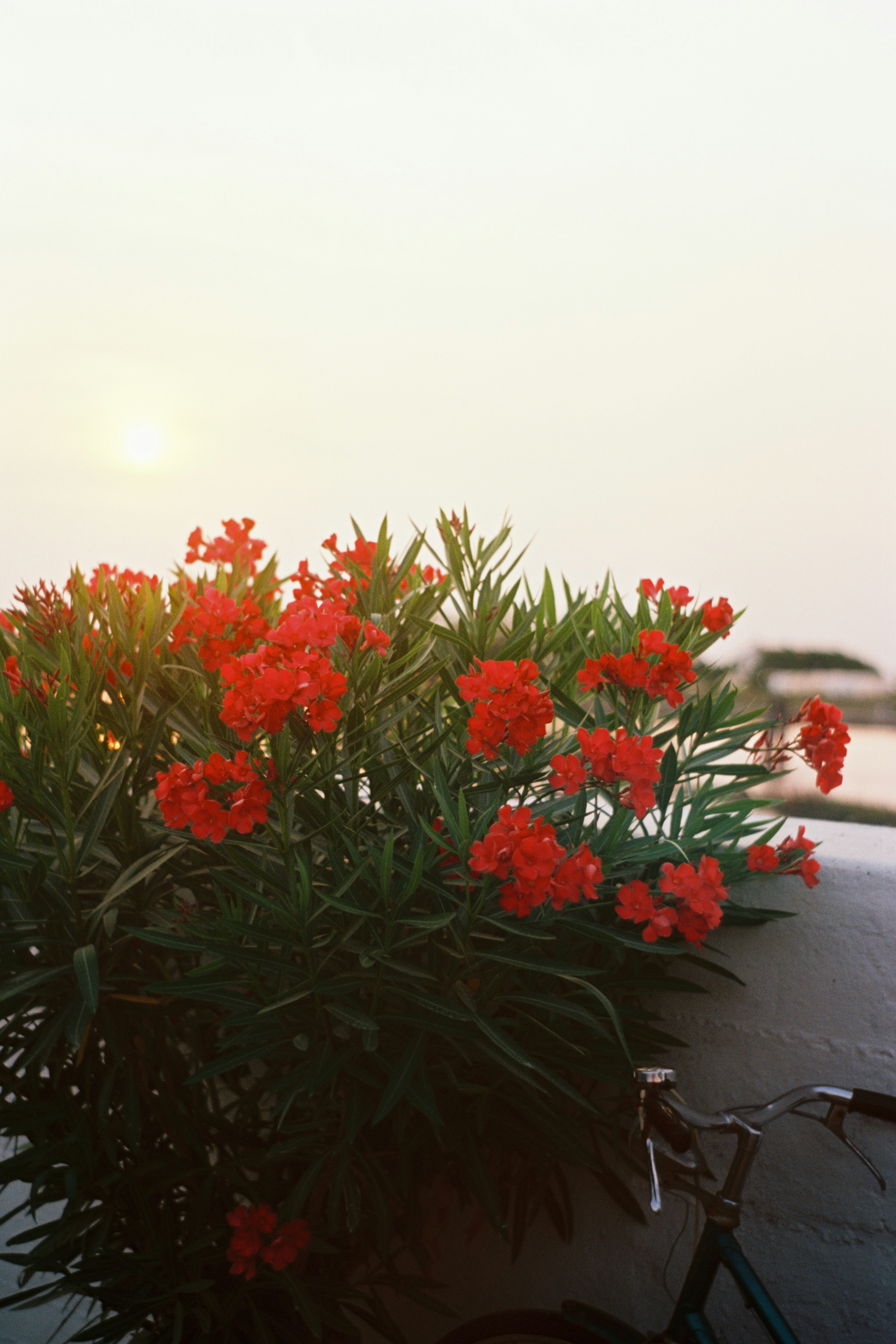 Bicycle standing next to flowers, shot with film camera
