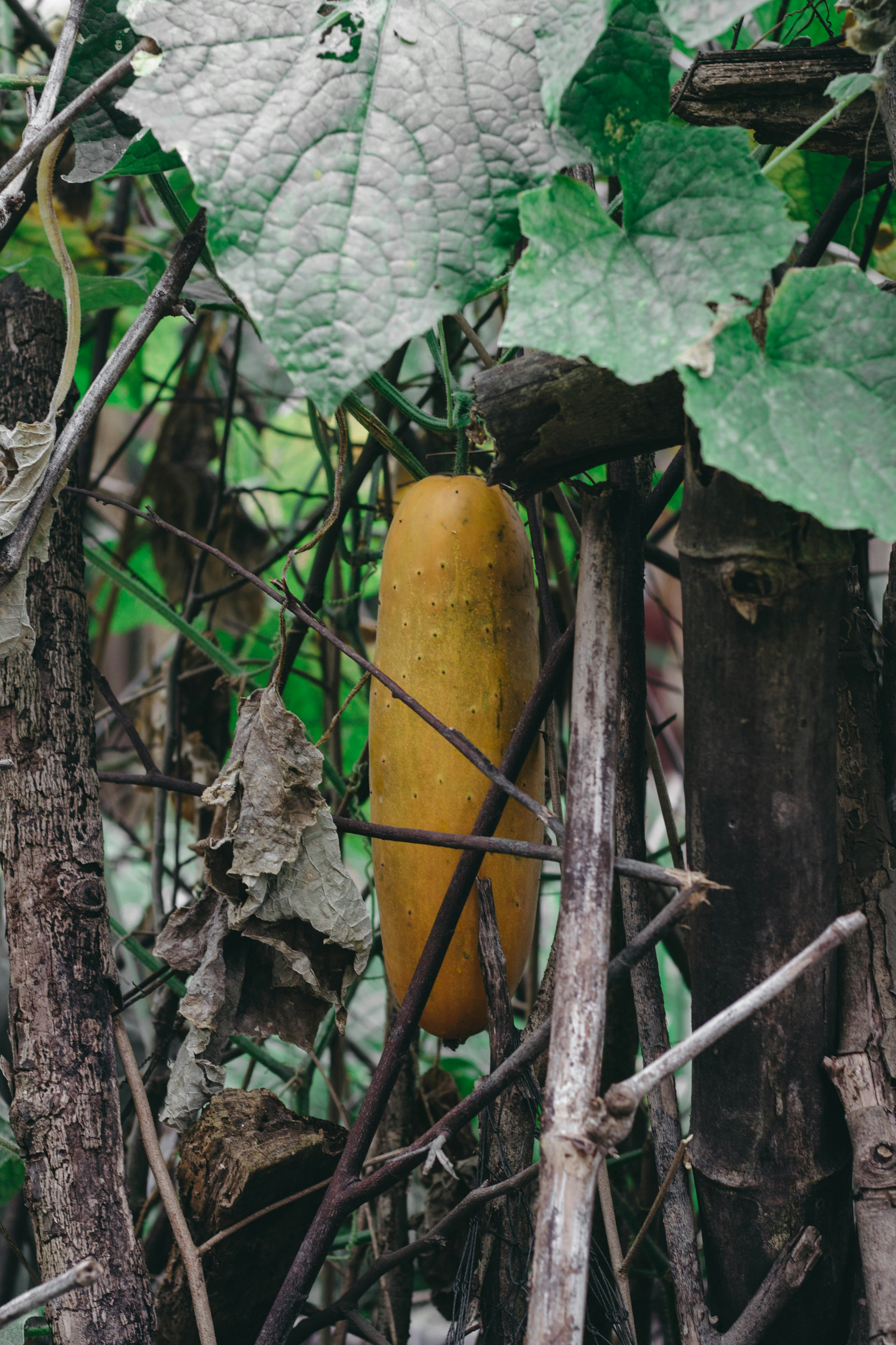 Ripened cucumber in a tangle of vines and weathered branches
