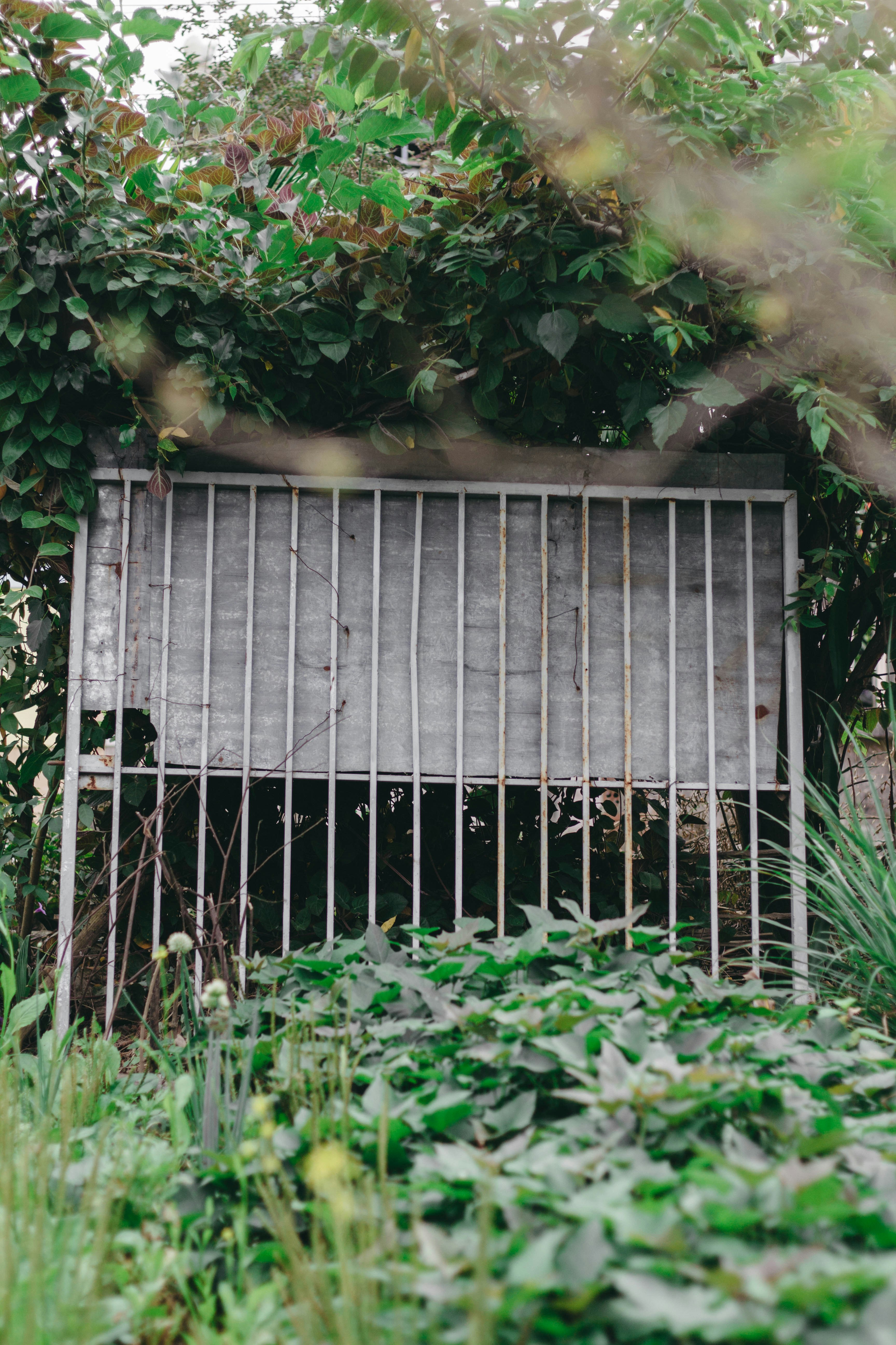 Ivy Gate Reverie: A Quiet Corridor Behind the Green Curtain