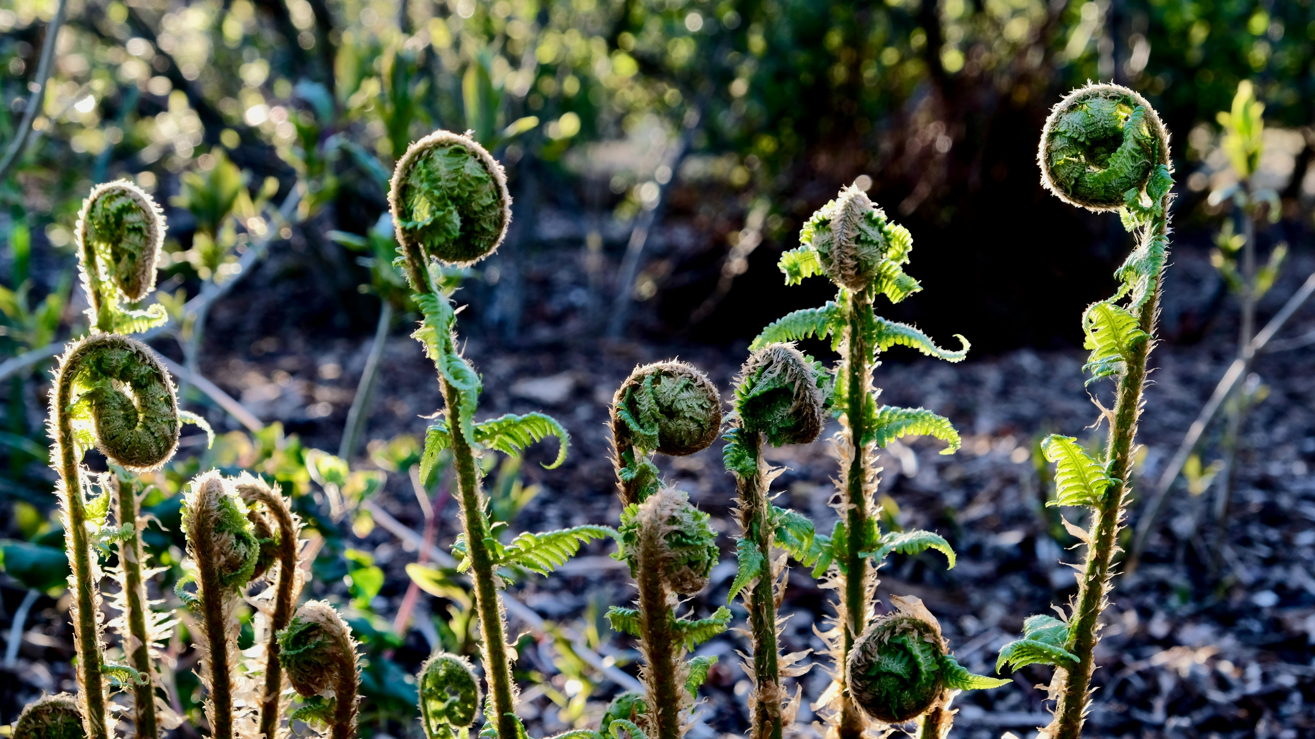 The Resilient Fern: How Ancient Plants Outsmart Modern Climate ...