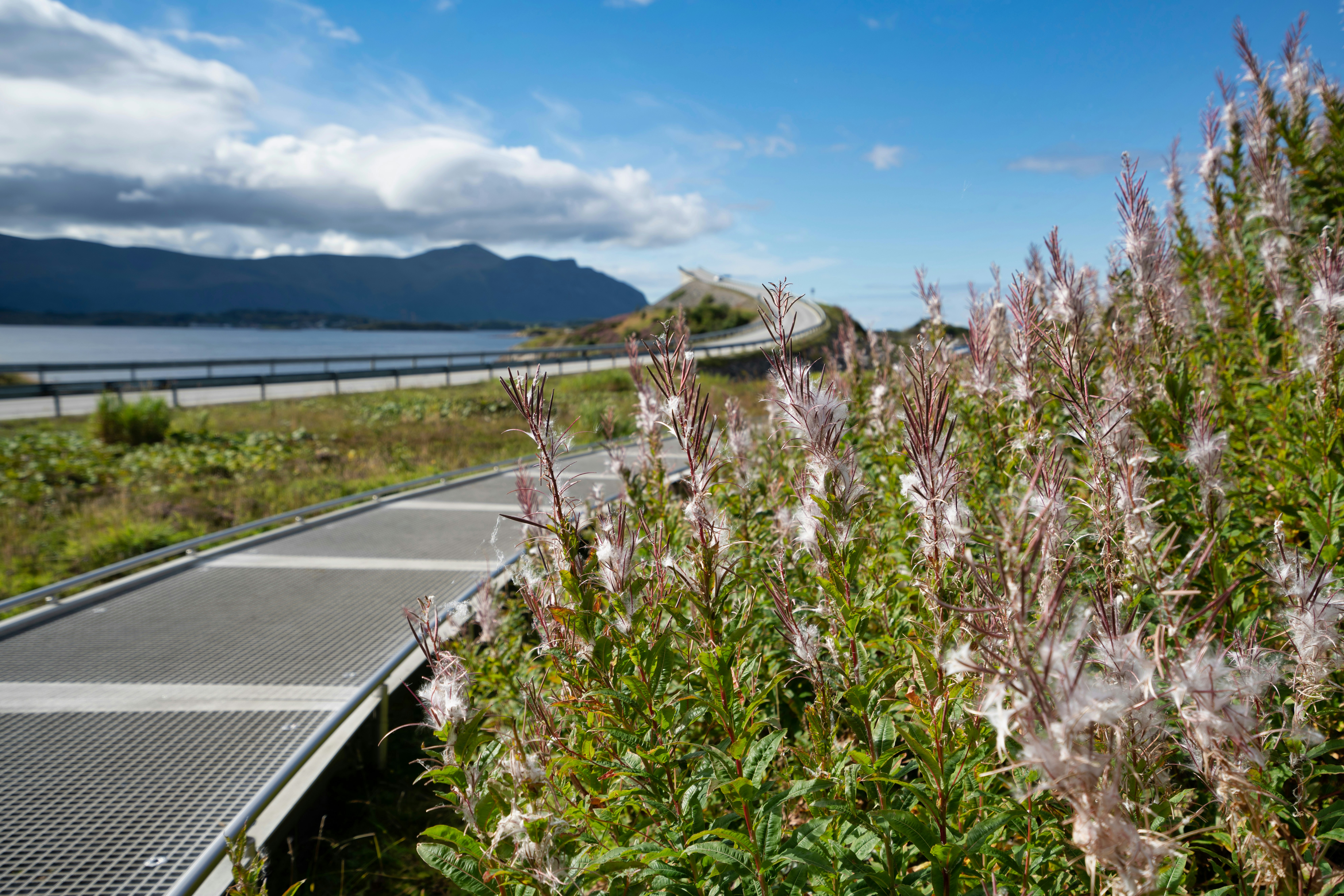 Green and brown plants on gray wooden dock during daytime photo – Free ...