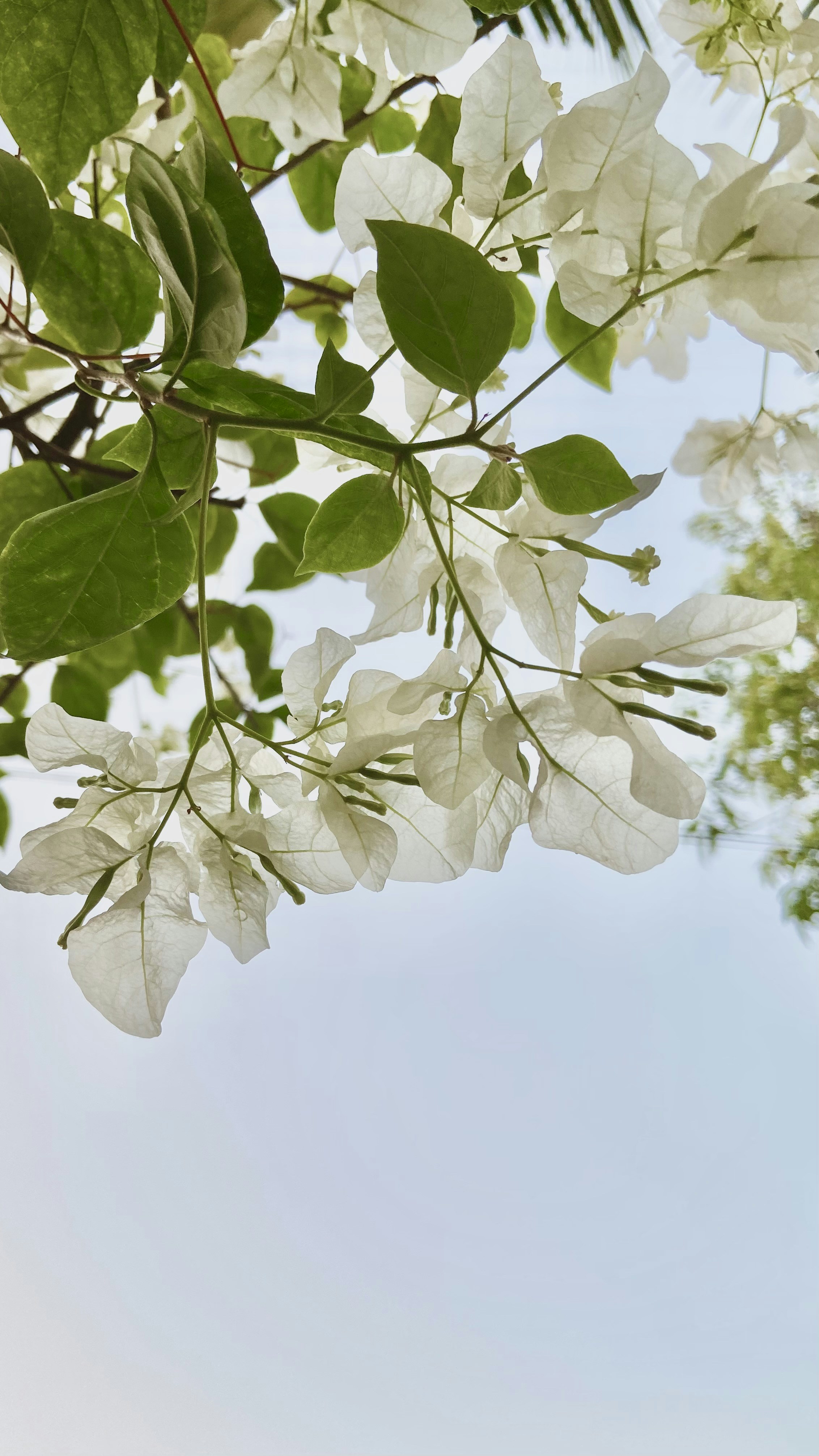 Whispers of Nature: A Floral Embrace
