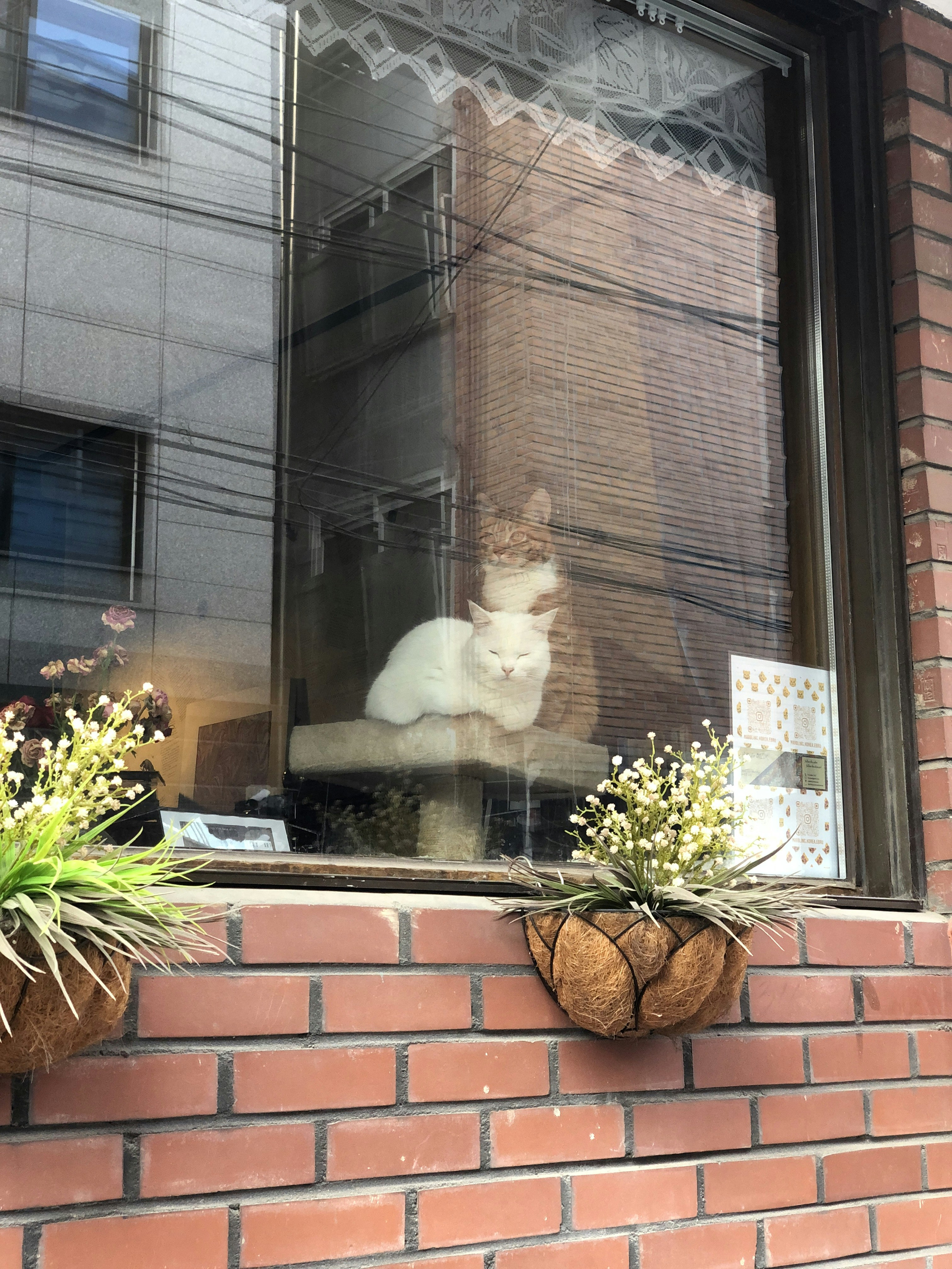 Two cats lounging in a sunlit window, one white and one orange, surrounded by potted flowers. Their peaceful demeanor adds charm to the urban setting.