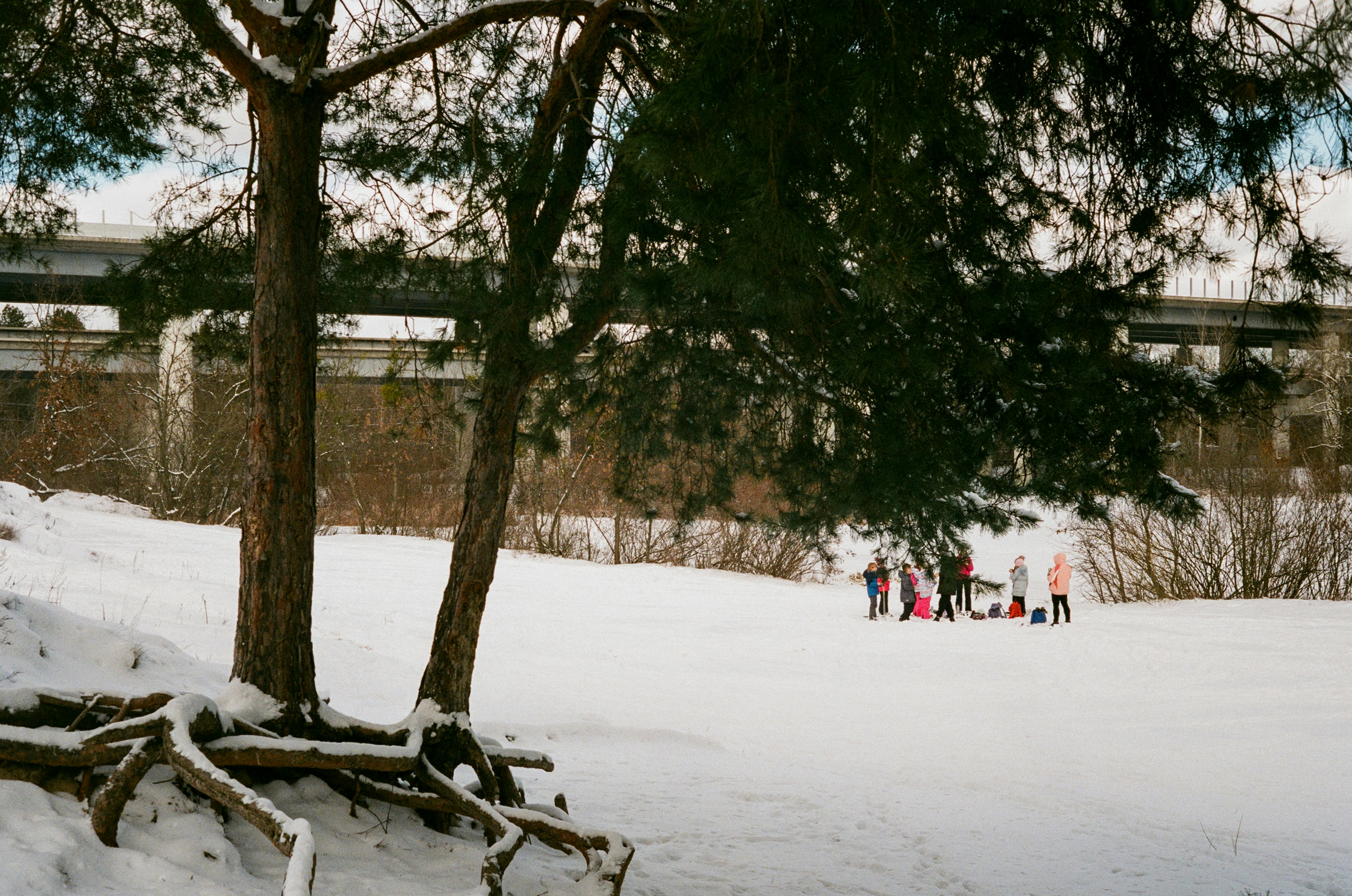 Snow-covered field with a distant group of people near the right, framed by a large pine and fallen branches in the foreground. A quiet, candid winter moment beneath an overpass.