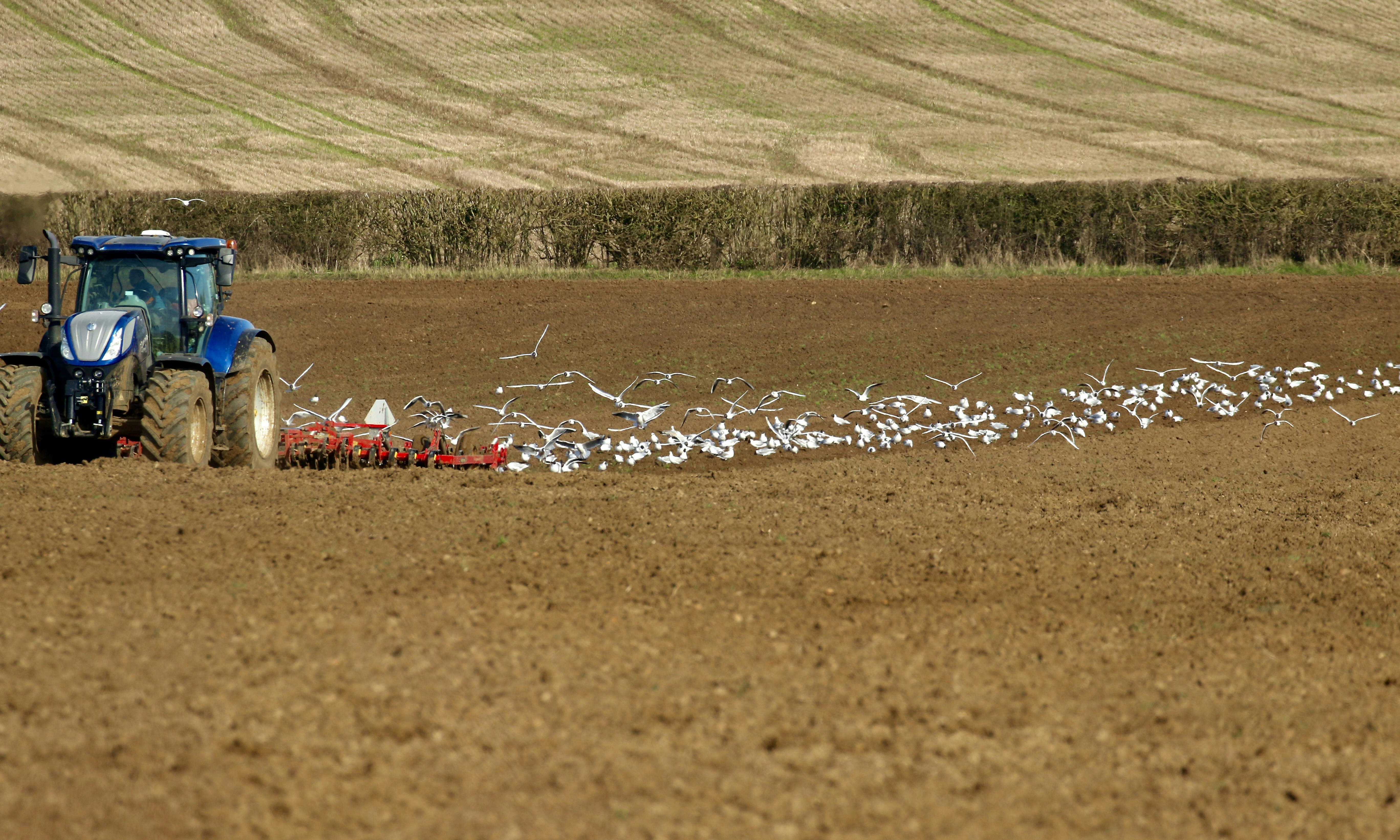 Blue Tractor at the Edge of the Field Releasing a Flock of Birds