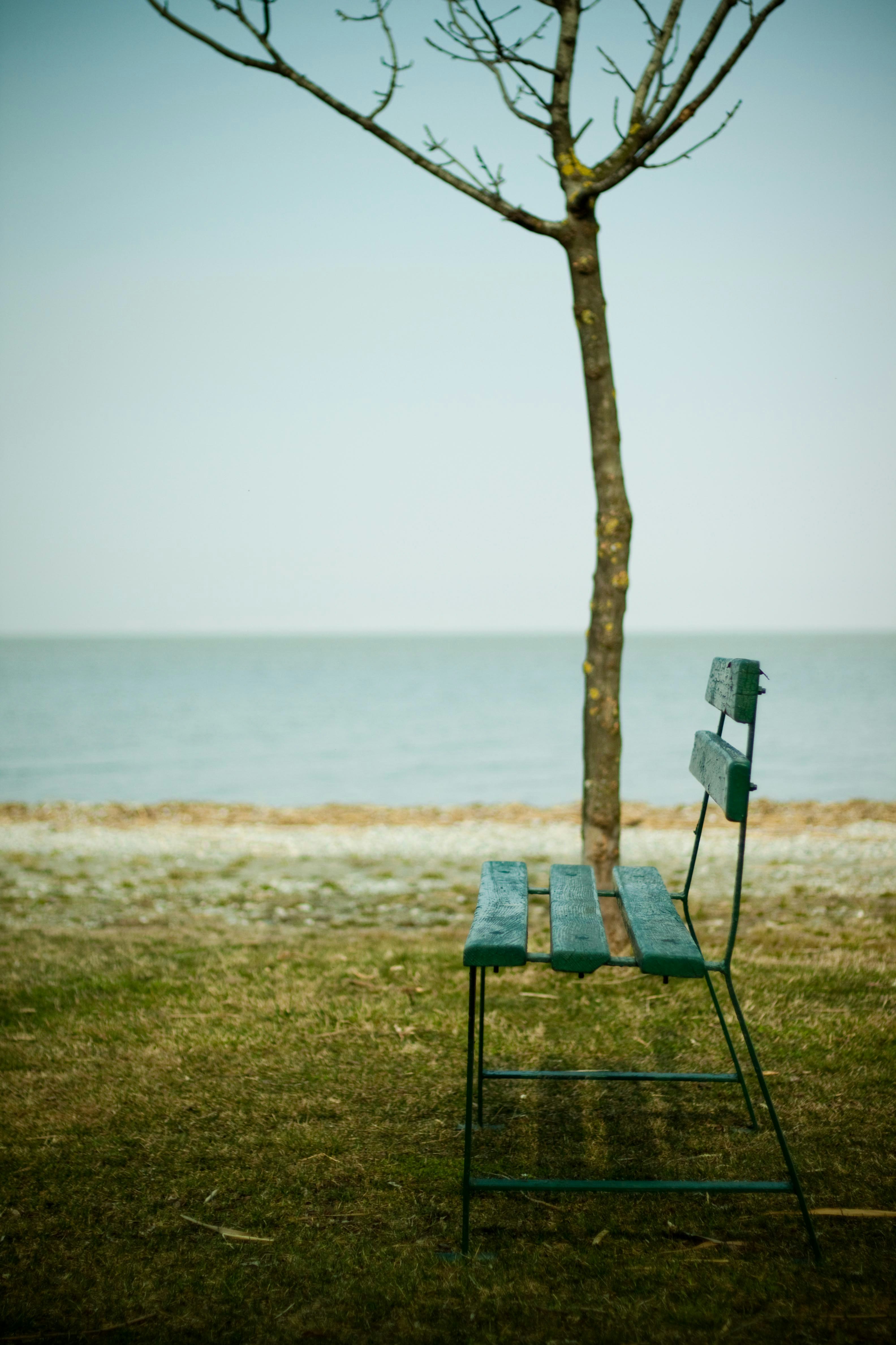 Weathered Sea Bench Under a Bare Tree