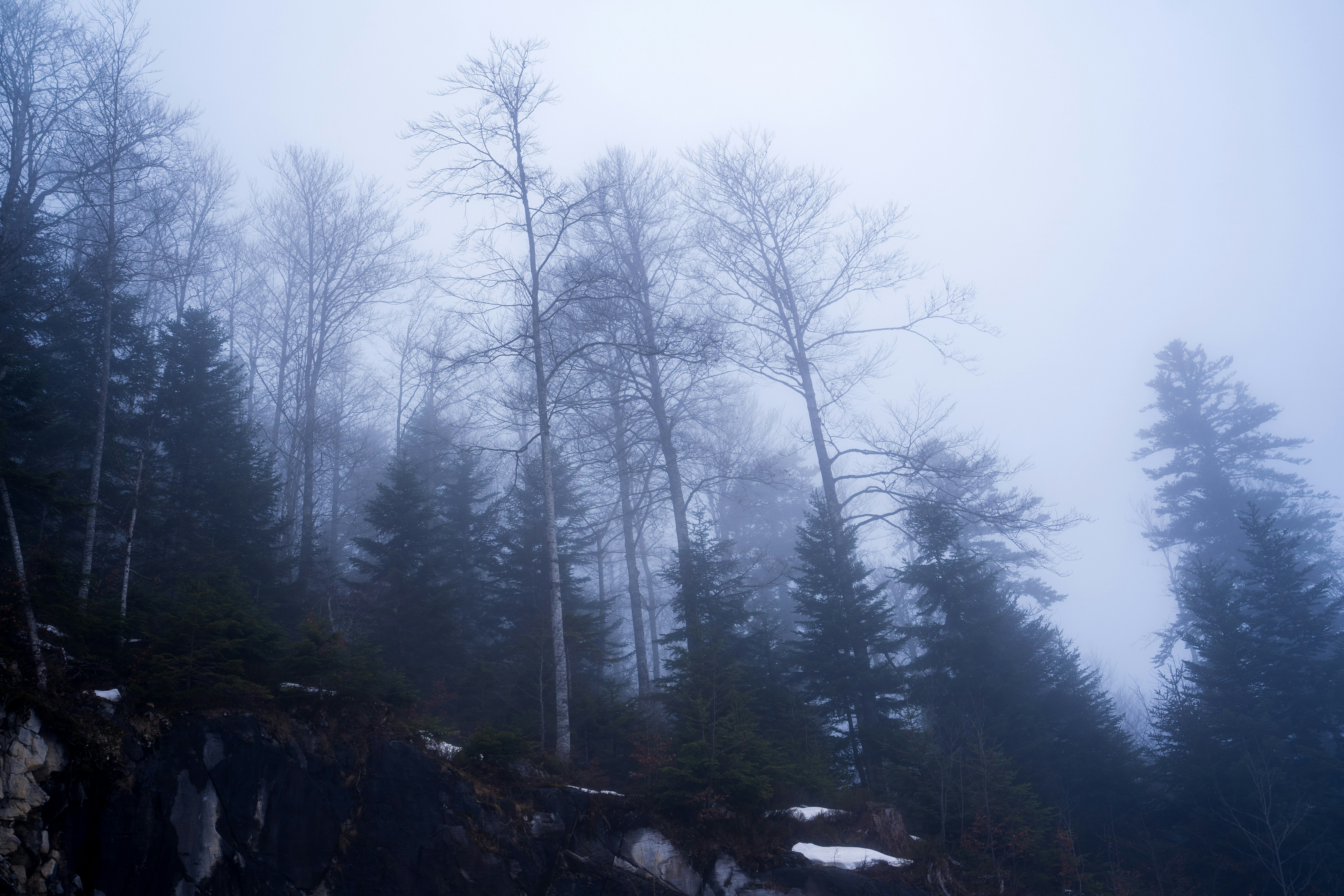 green trees under white sky during daytime