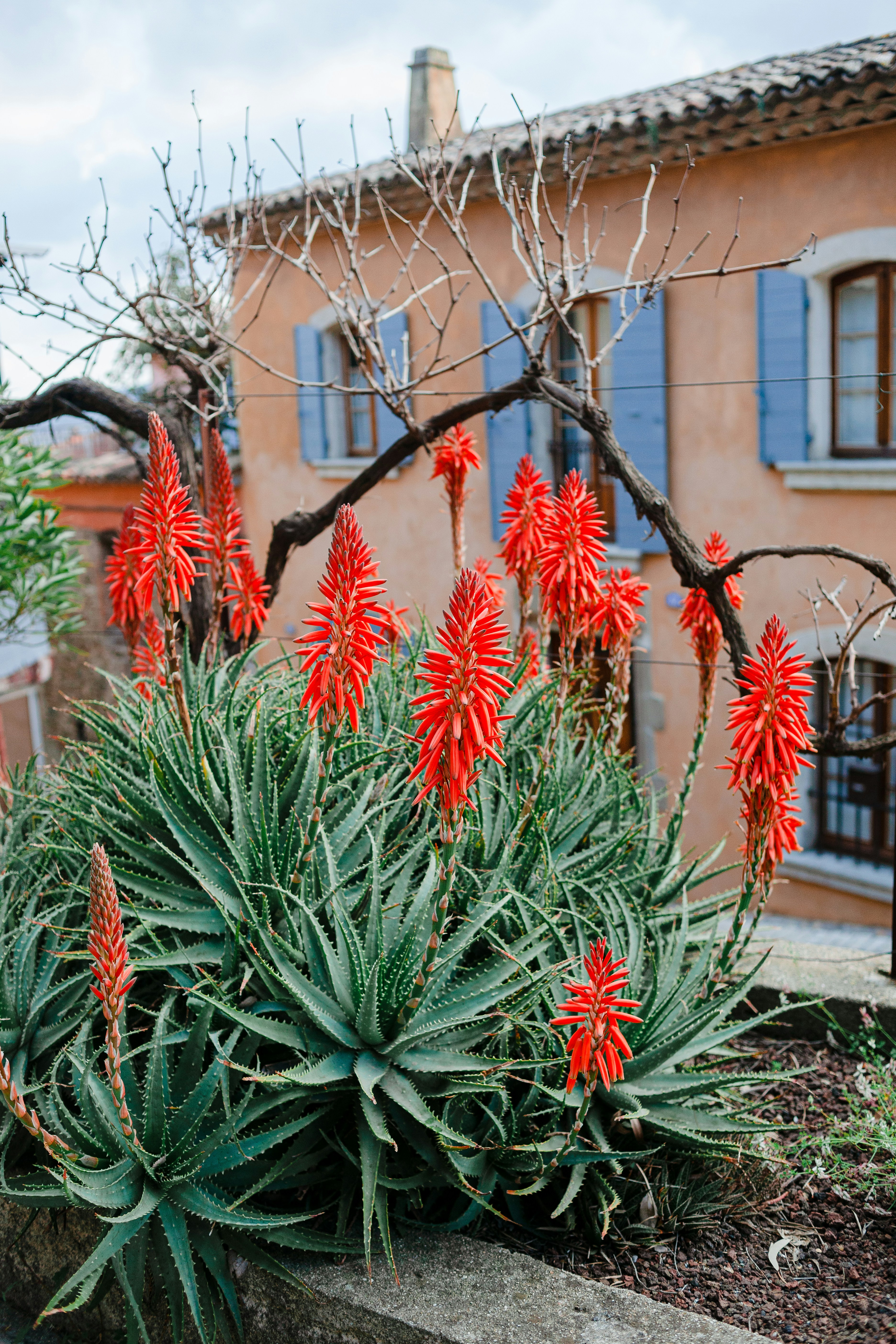 Plante rouge et verte sur sol en béton gris photo – Image gratuite de ...
