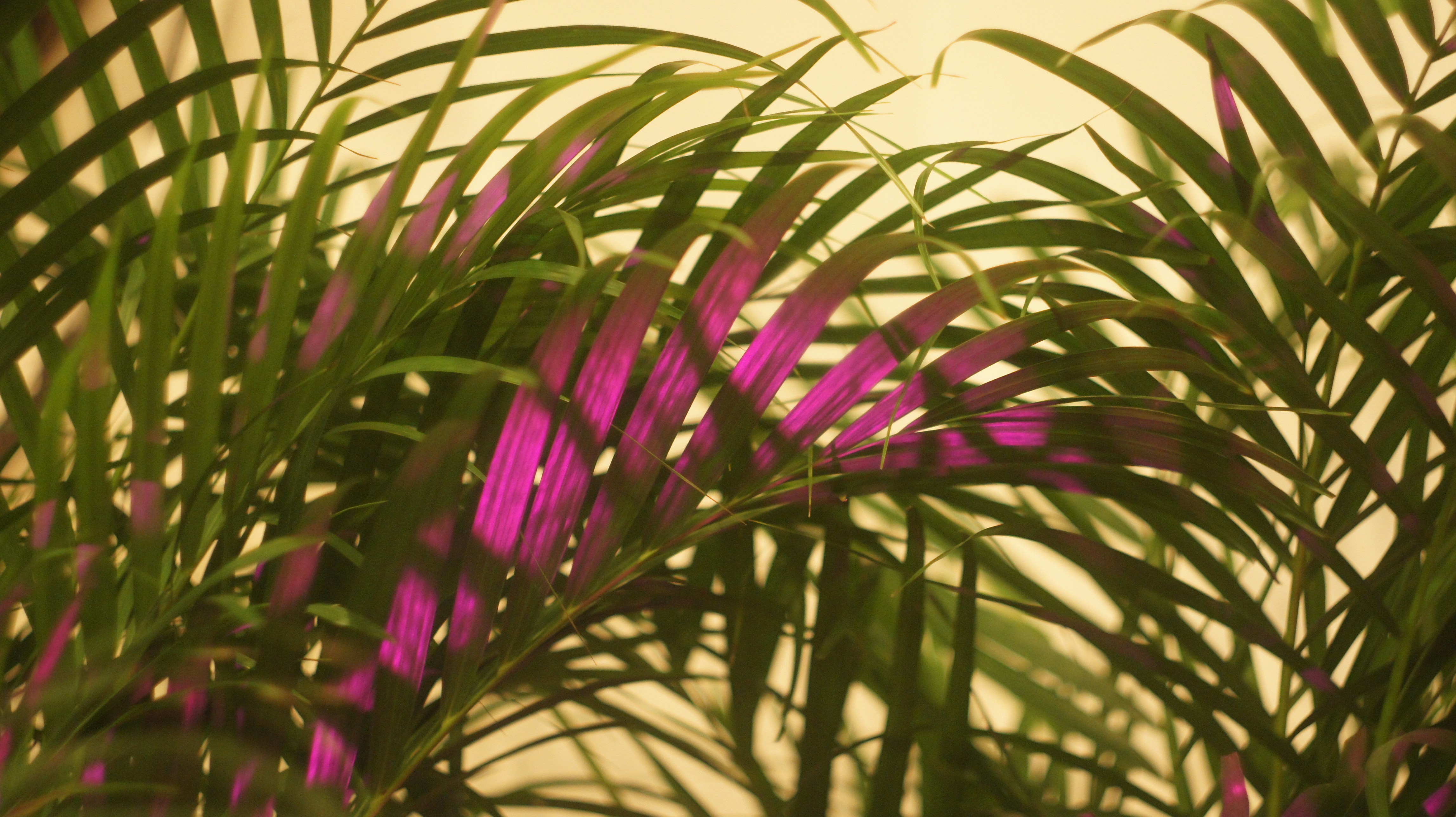 Lush green palm leaves interspersed with vibrant purple light creating a serene atmosphere.