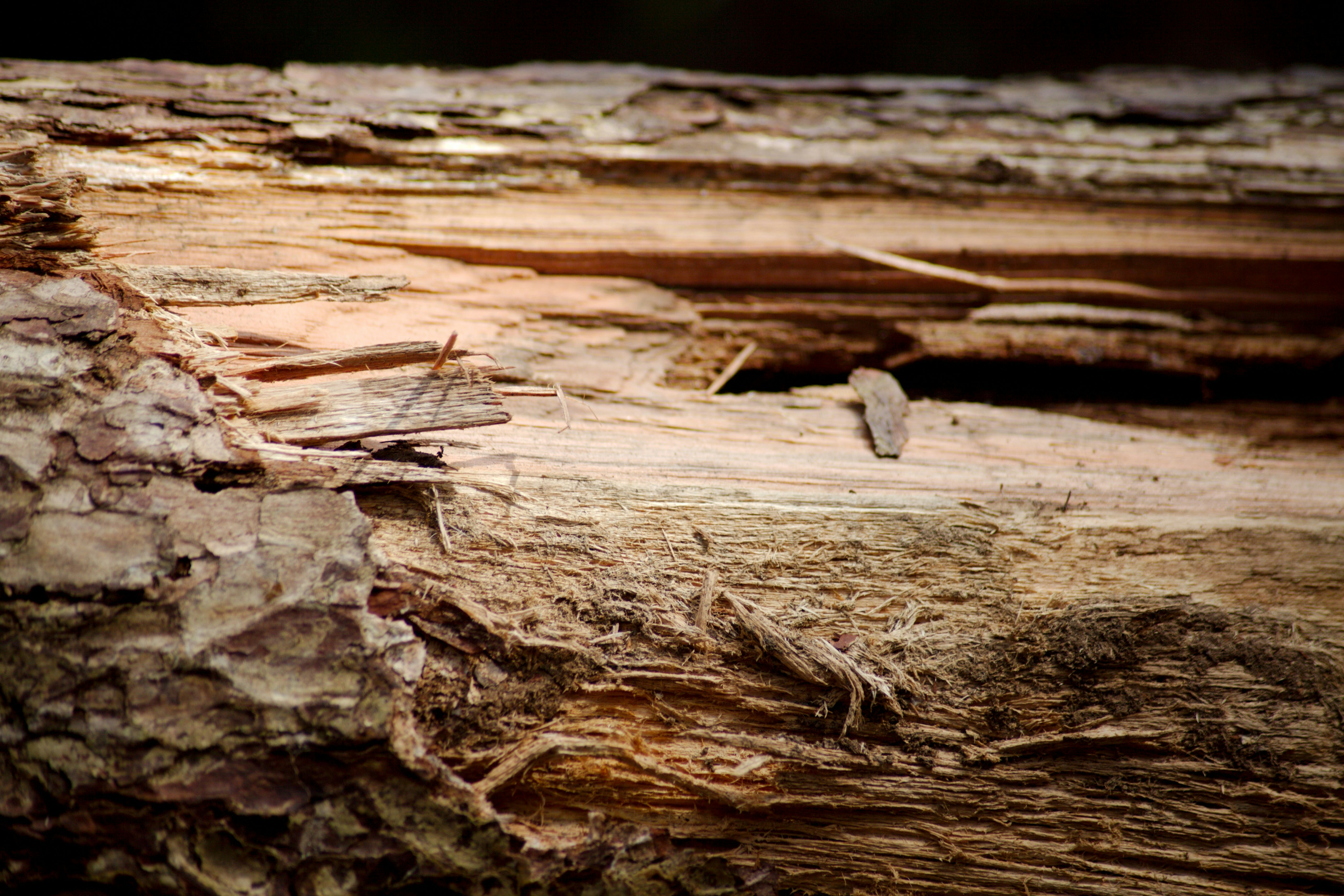 Splinter vs. Wooden Beam - What's the Difference? | This vs. That