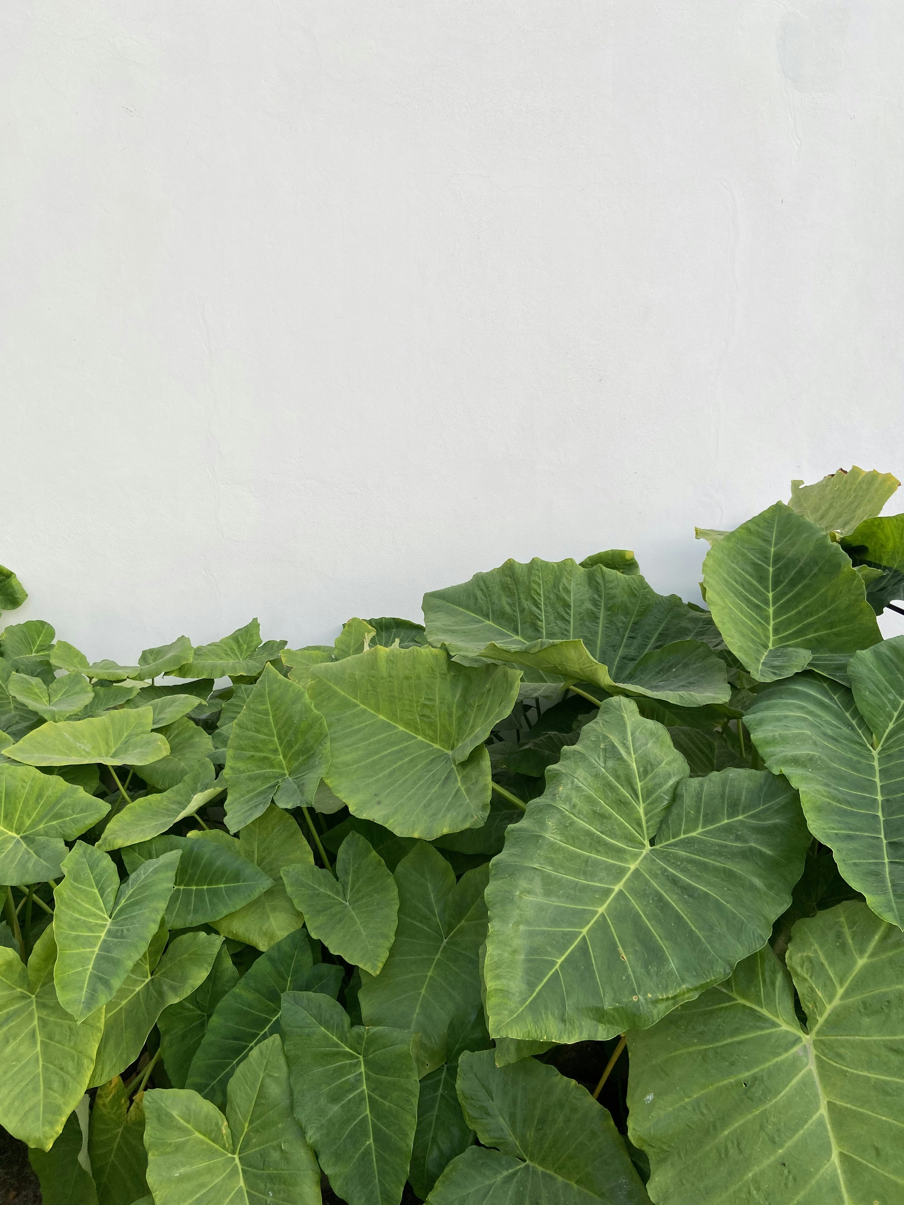 Verdant Leaves Against Minimalist Canvas
