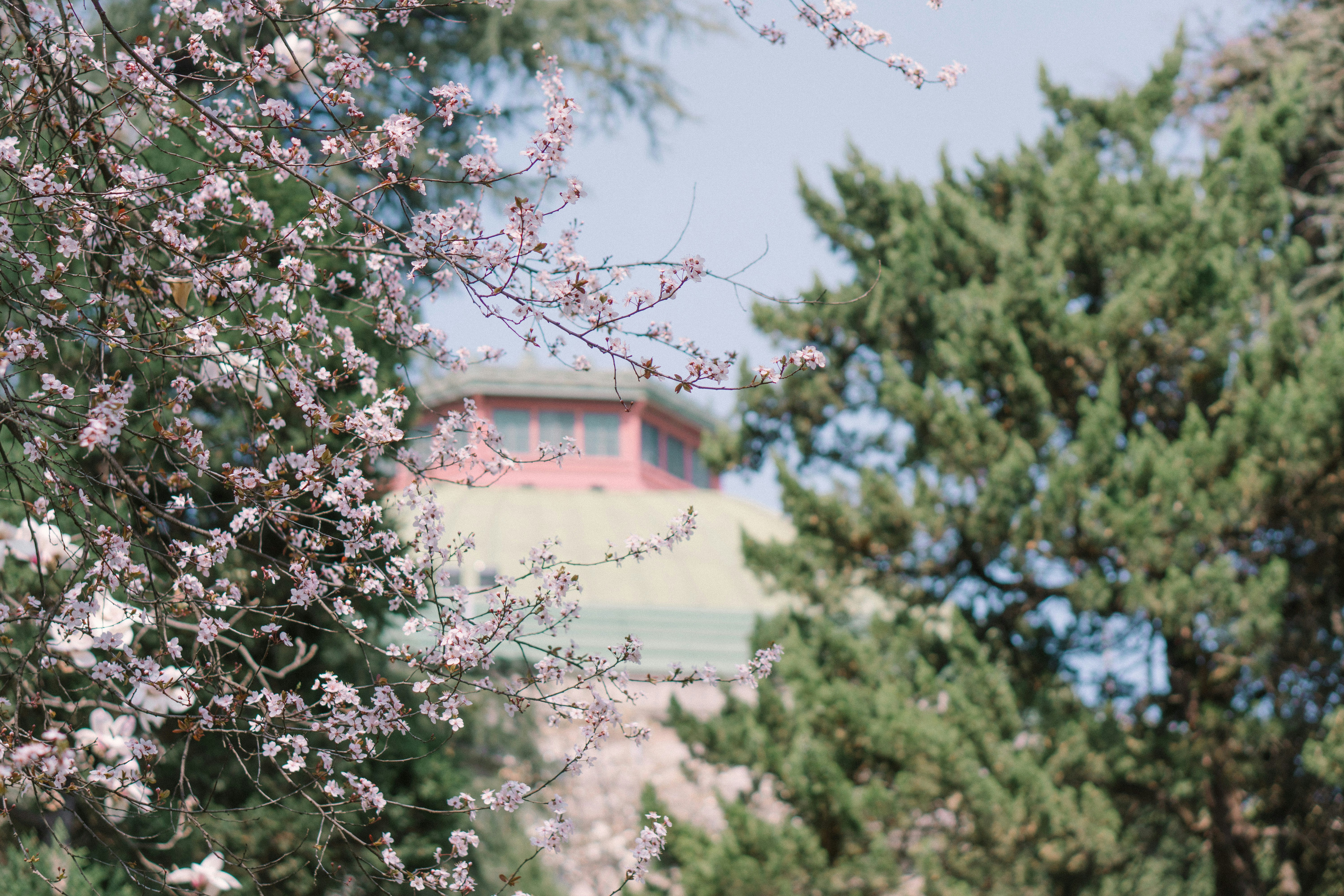 Blossoms Framing a Quiet Fortress: Spring Light on a Hidden Pavilion