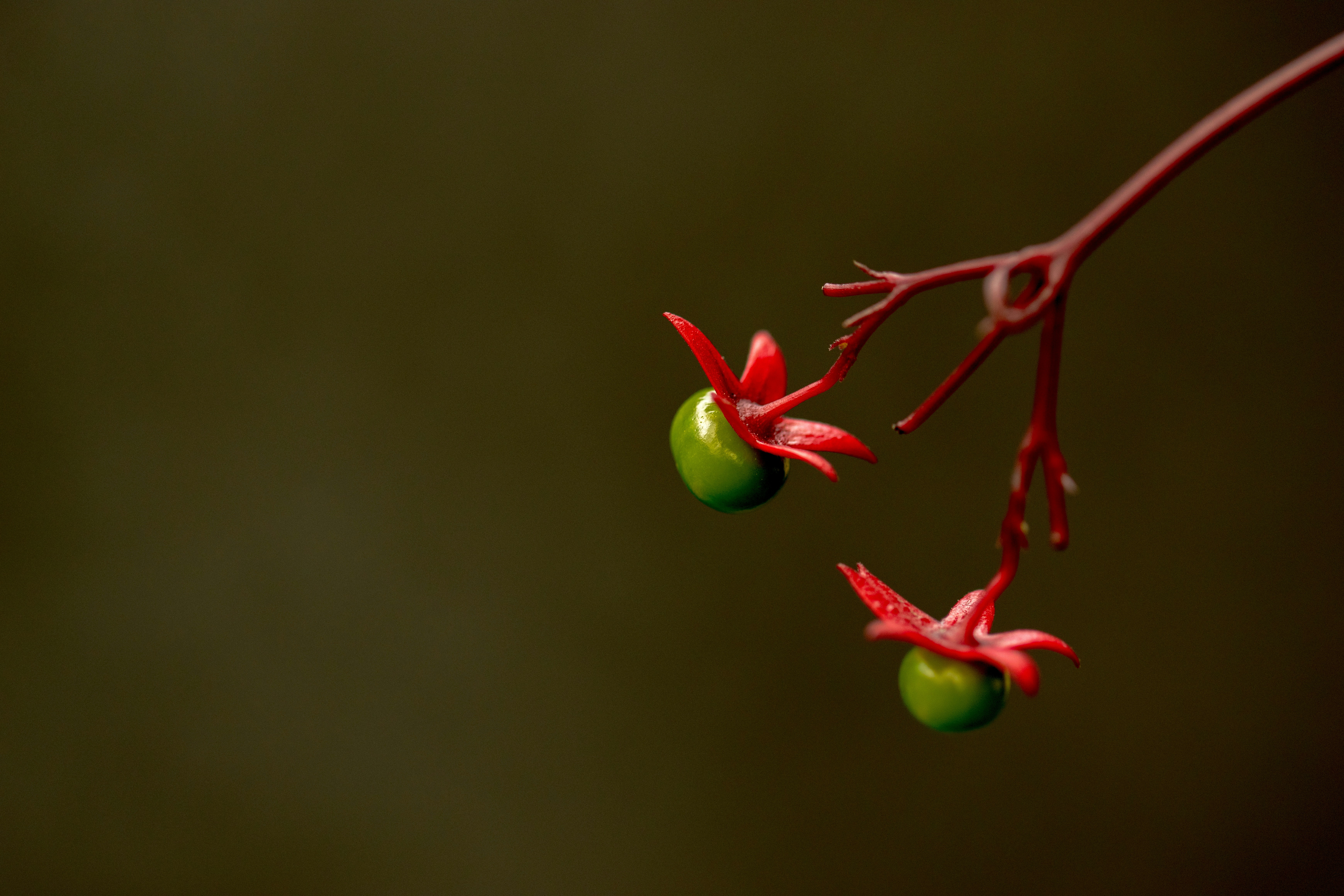 Bridal Veil (Nodding Clerodendron)fruiting 