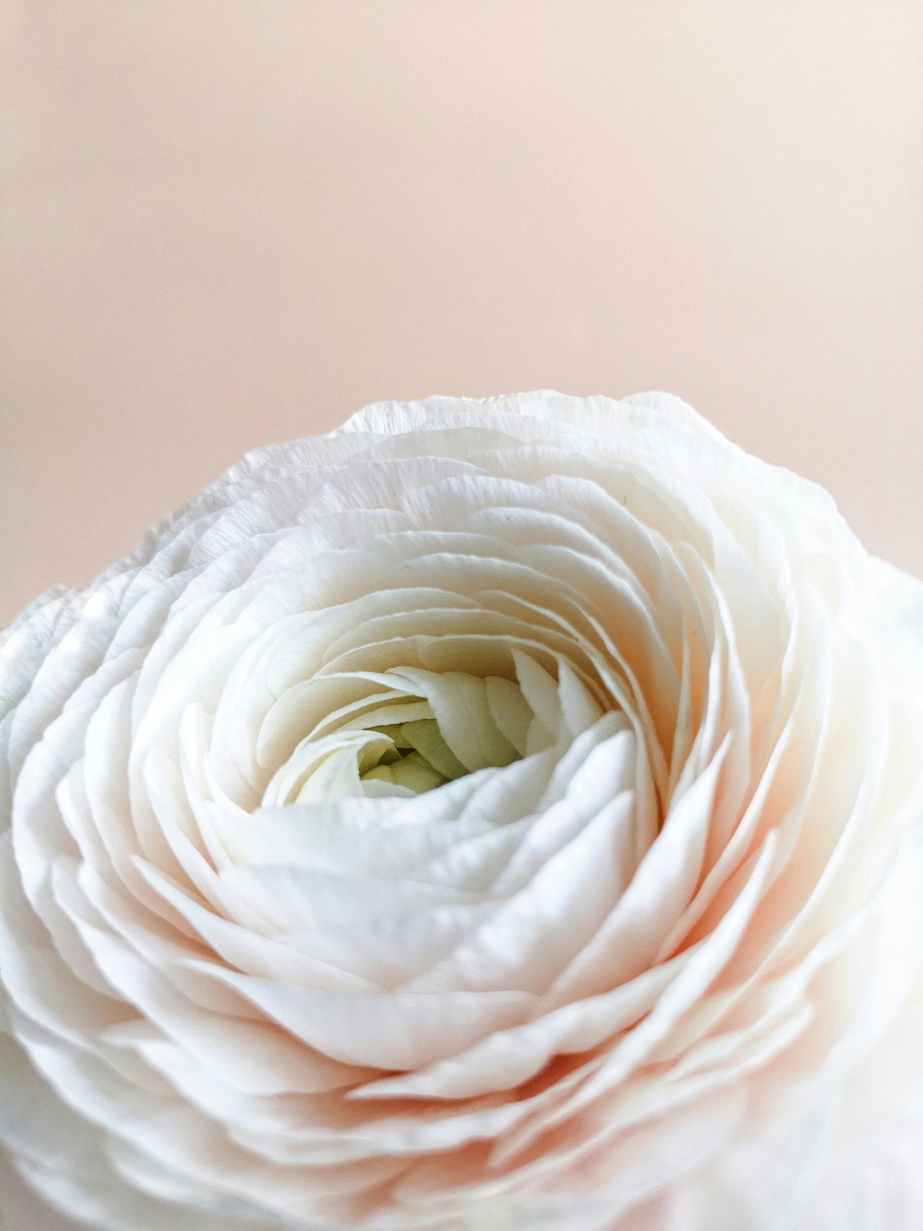 Close-up of a white ranunculus flower showcasing its intricate, layered petals against a soft pastel background.